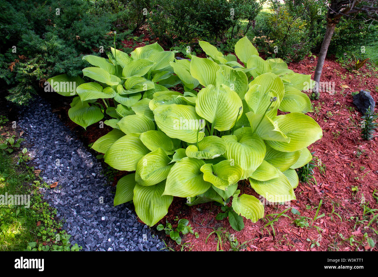 Bush Hosta Sum and Substance - plant closeup perennial giant hosta ...