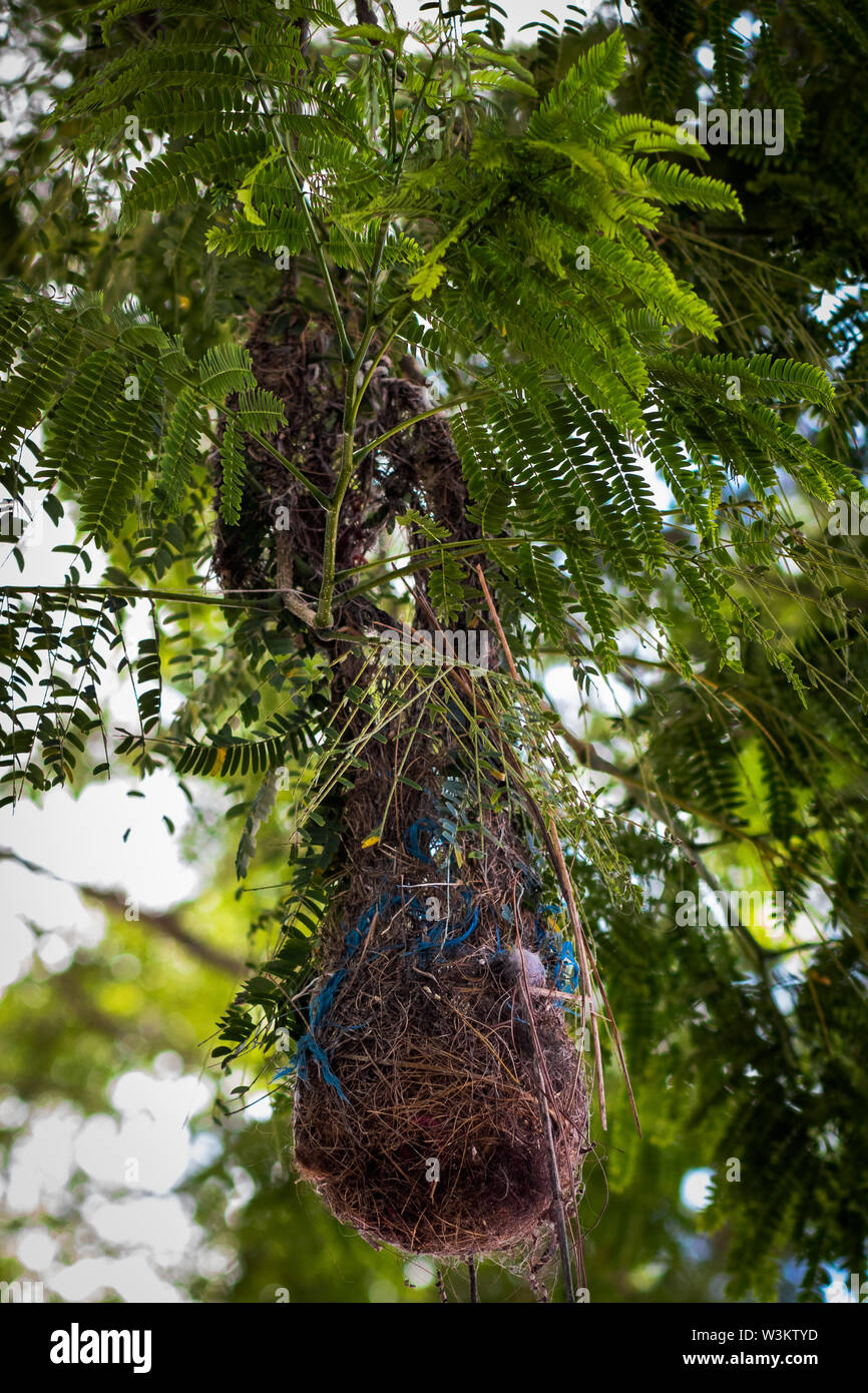 Bird's nest called chiltota, bird native to Central America, known for ...