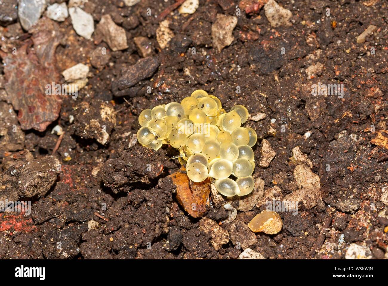 Slug eggs in an English garden,East Sussex,UK Stock Photo - Alamy