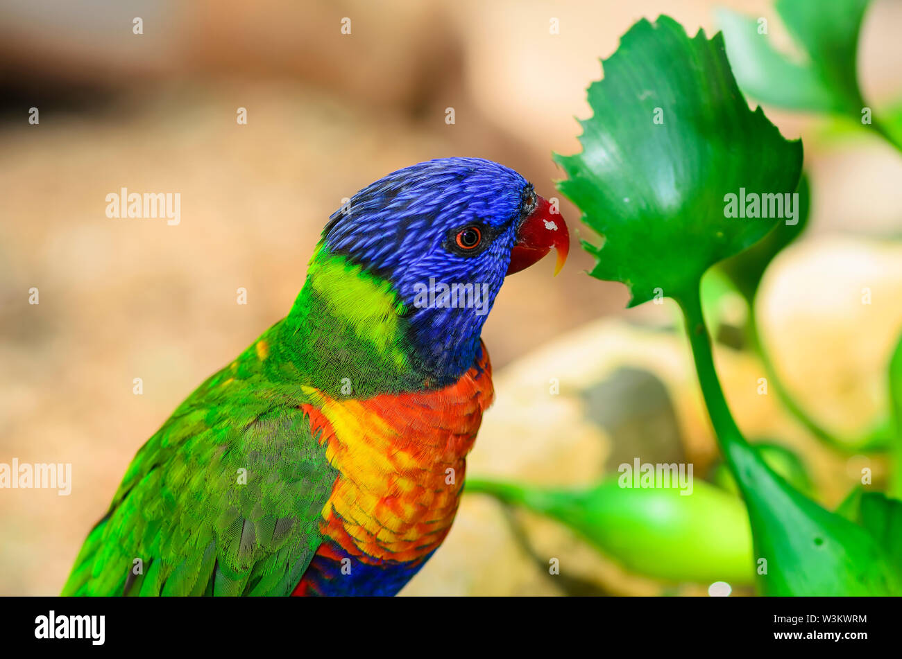 The rainbow lorikeet Stock Photo - Alamy