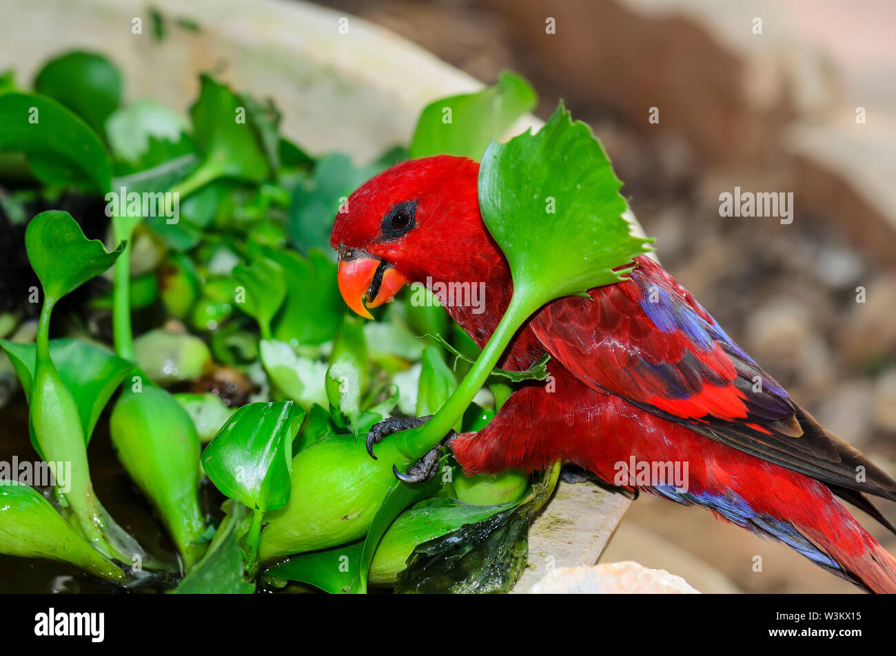 The red lory eating water plant Stock Photo - Alamy