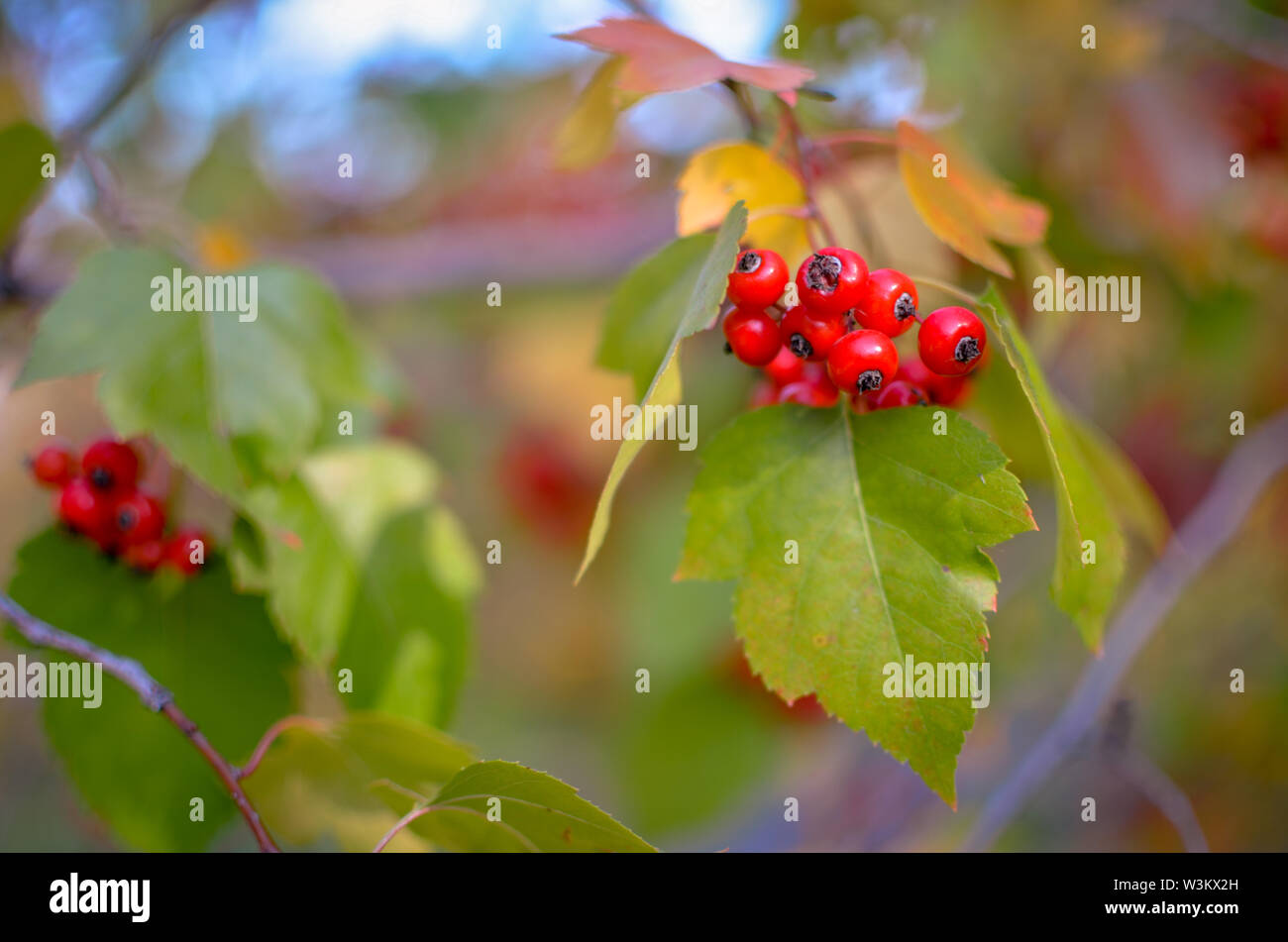 Hawthorne leaves hi-res stock photography and images - Alamy