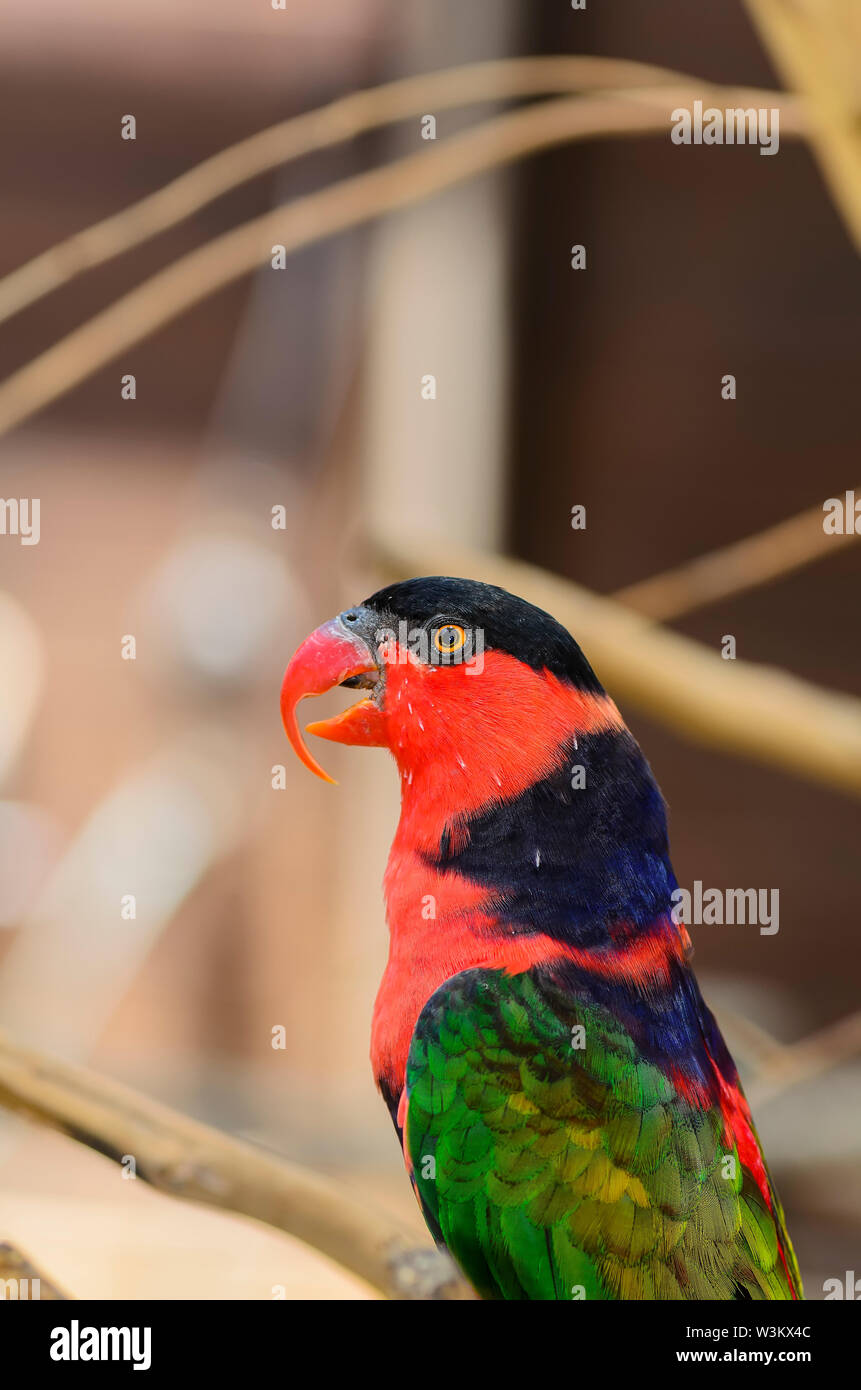 The black capped lory hi-res stock photography and images - Alamy