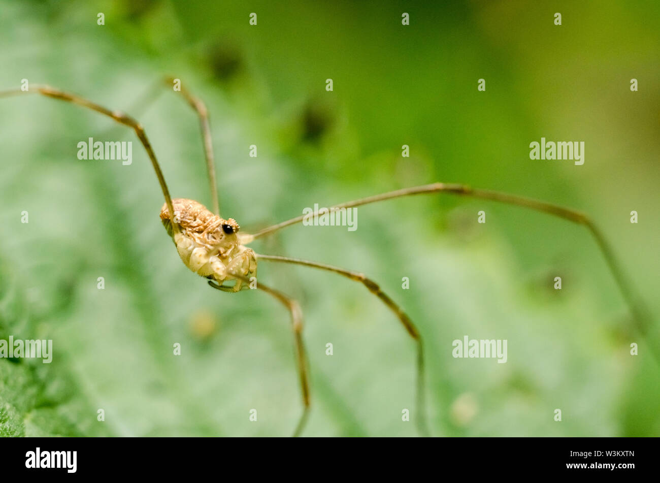 Opiliones, Spider in the forest Stock Photo - Alamy