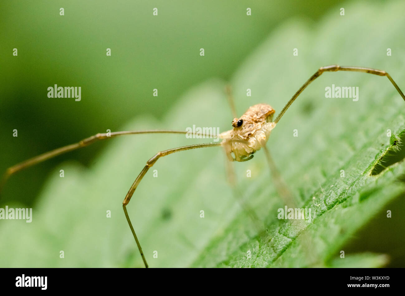 Opiliones hi-res stock photography and images - Alamy
