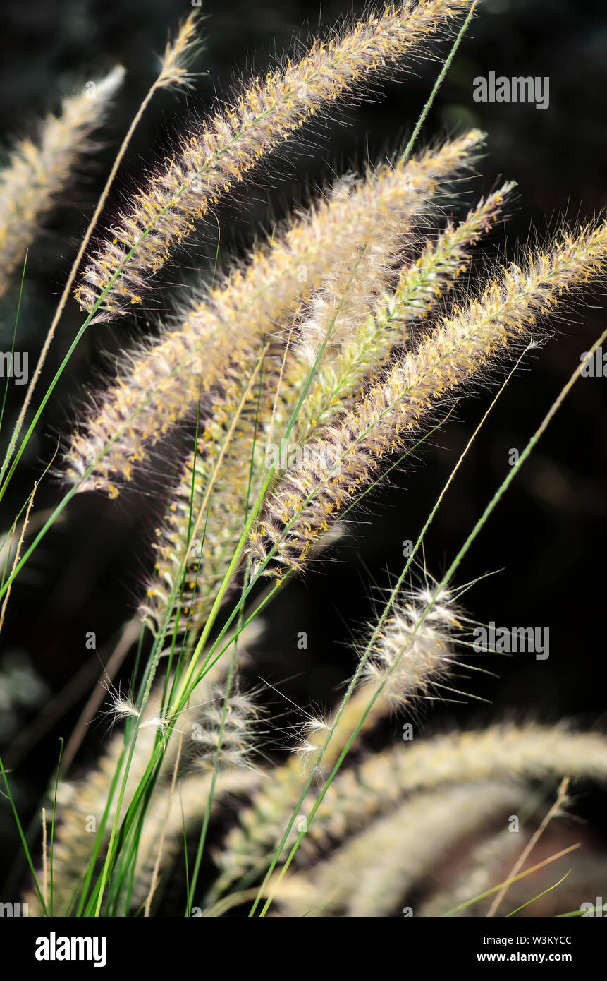 Yellow bristlegrass hi-res stock photography and images - Alamy
