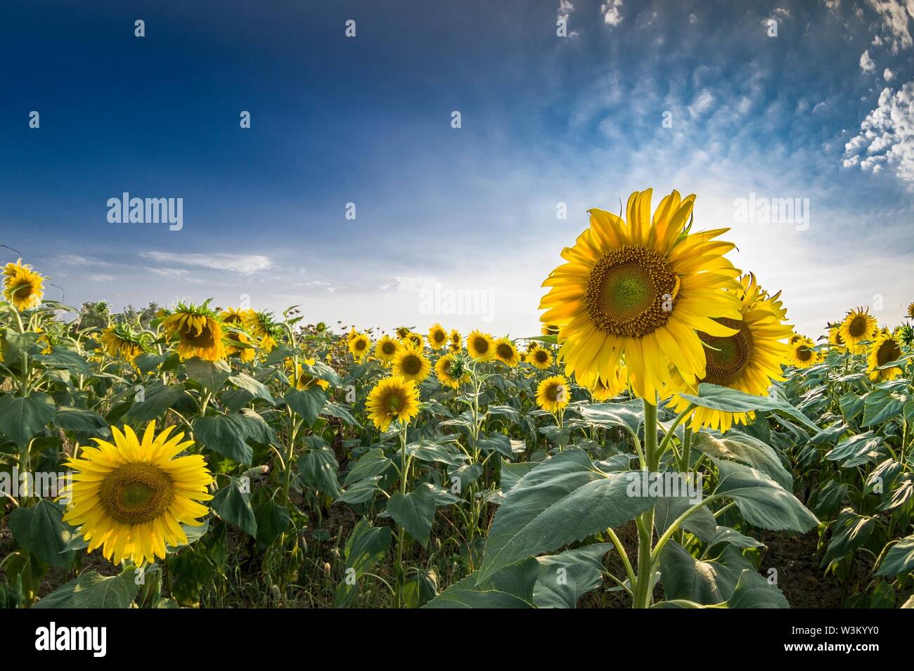 Foreground of flower of the sunflower hi-res stock photography and ...