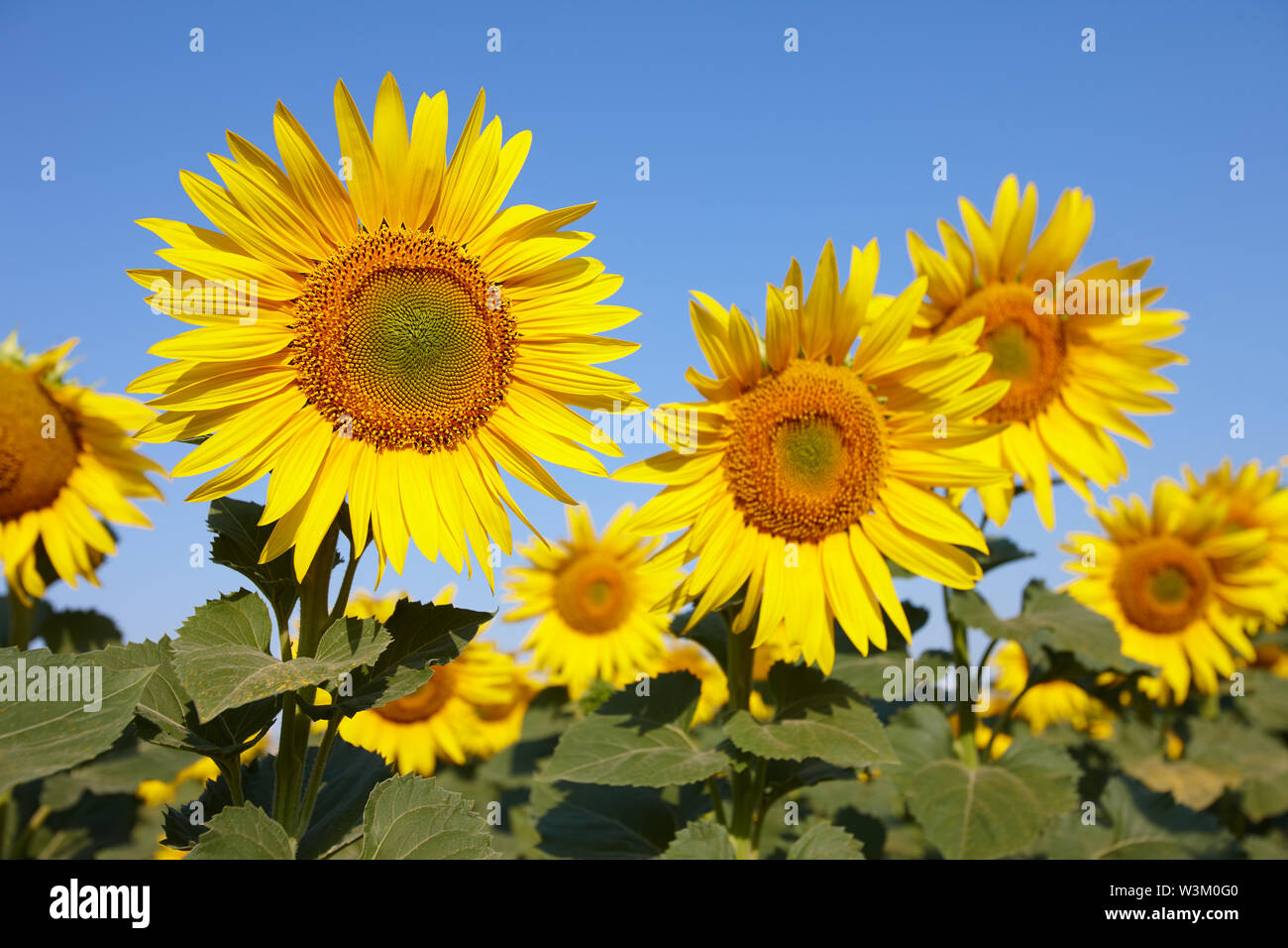 Sunflower field in sunny day with clear blue sky. Sunflower close up view Stock Photo - Alamy