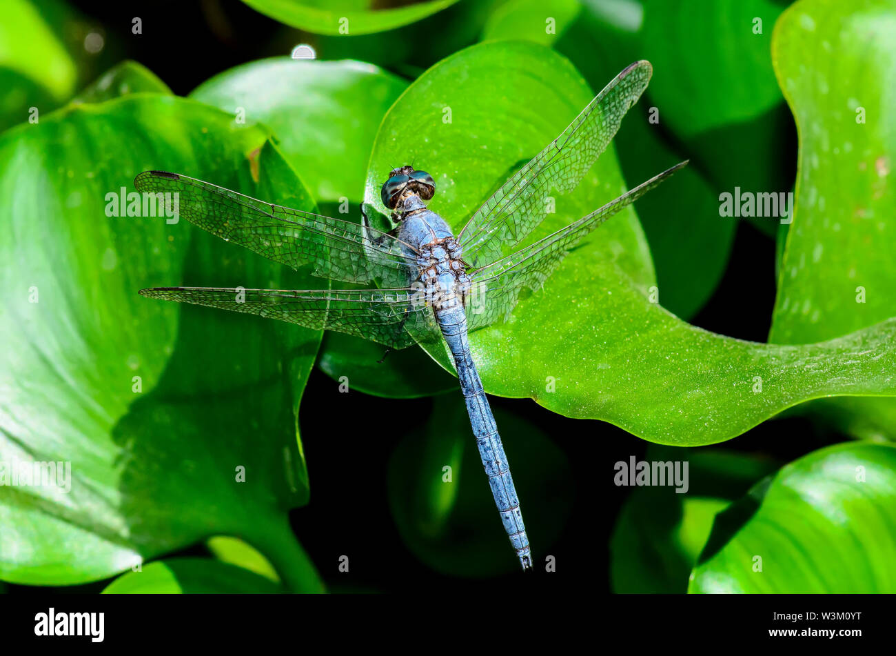 The blue dasher dragonfly (Pachydiplax longipennis Stock Photo - Alamy