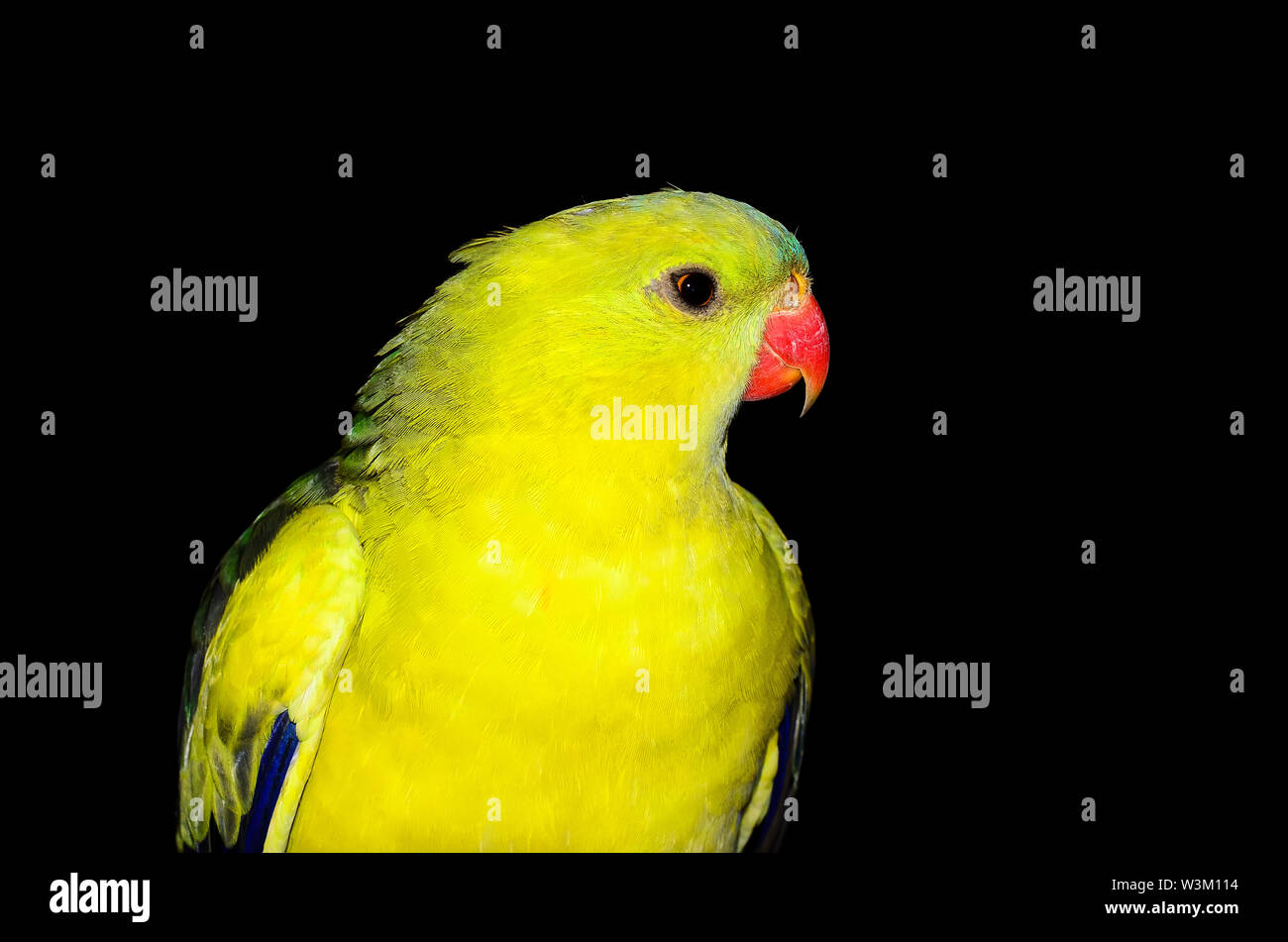 Rock pebbler hi-res stock photography and images - Alamy