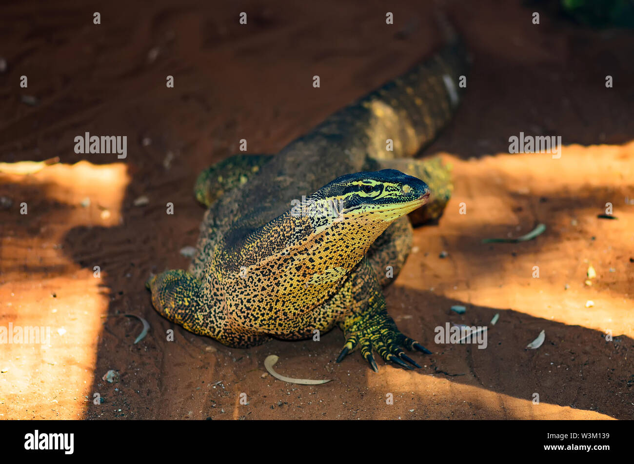 The Argus monitor known as the yellow-spotted monitor ( Varanus ...