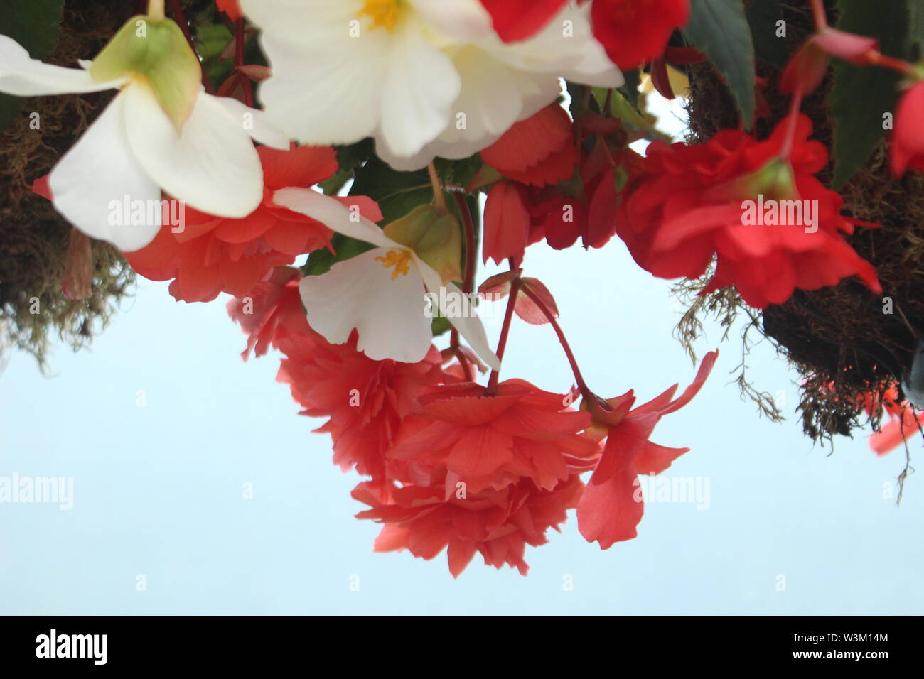 Small white drooping flowers hi-res stock photography and images - Alamy