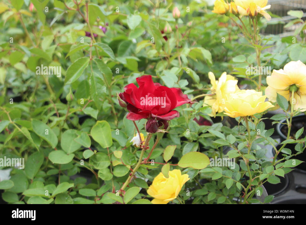 Lonely flower hi-res stock photography and images - Alamy