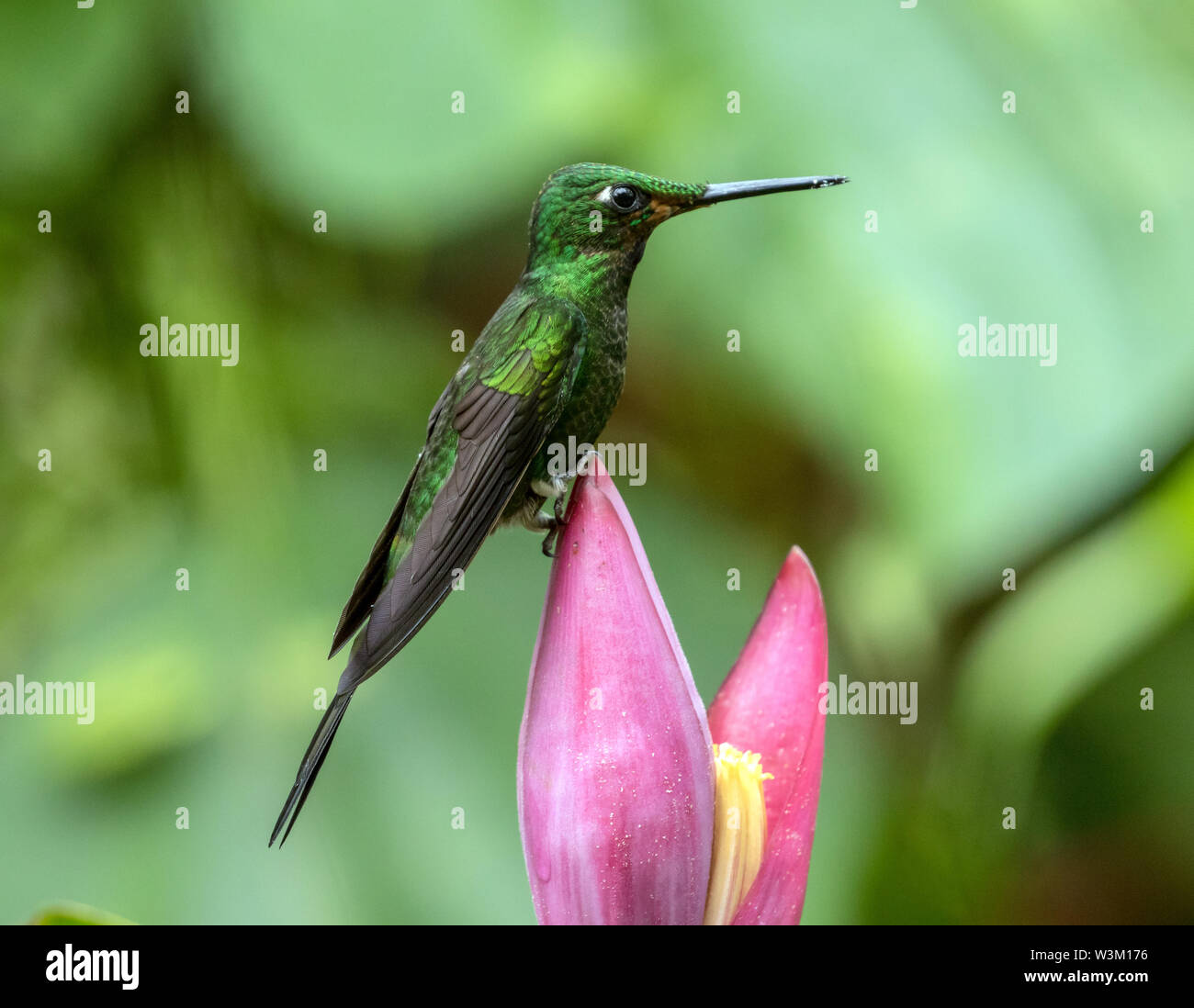 Empress brilliant south america hi-res stock photography and images - Alamy