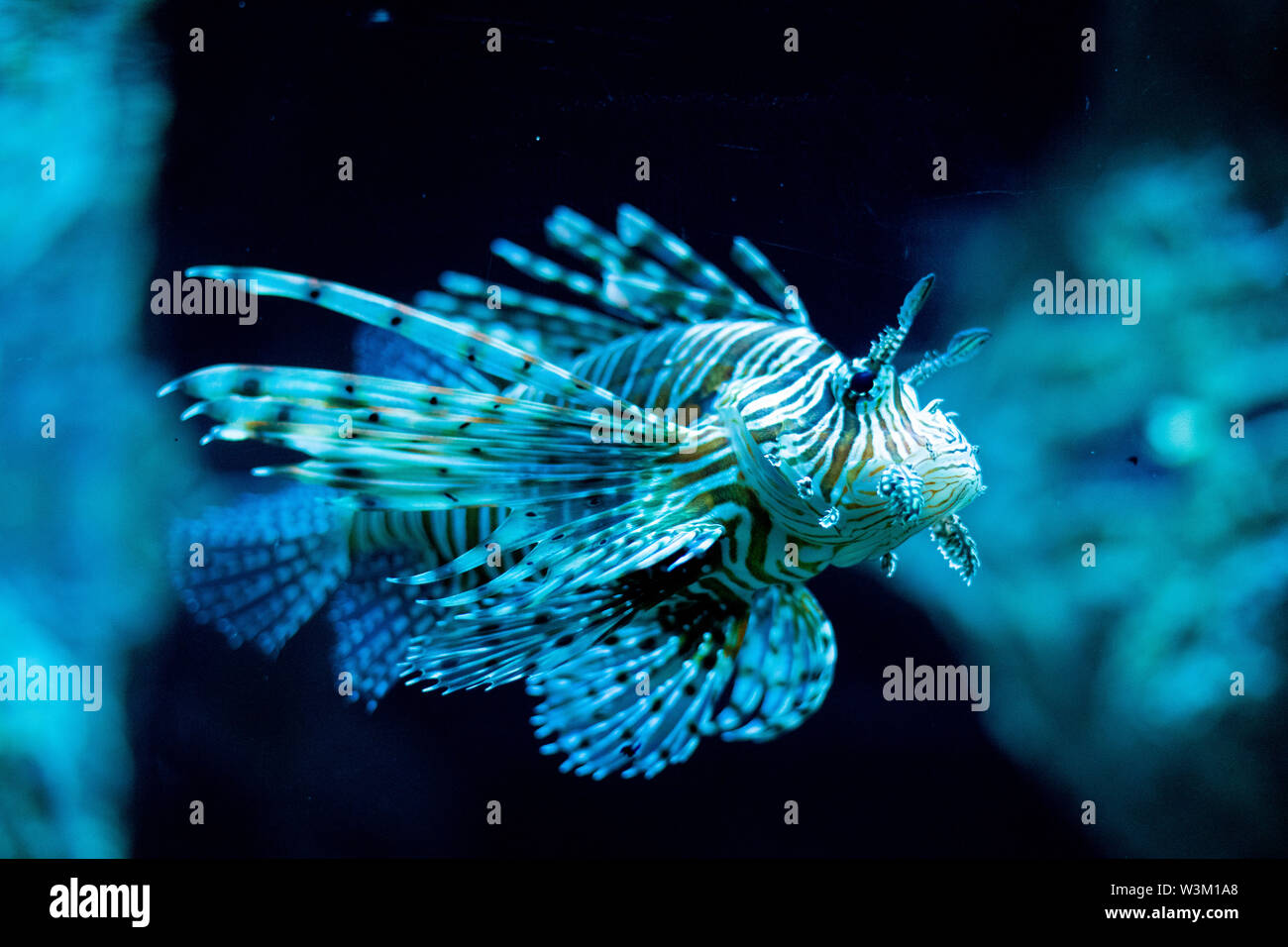 Colorfull fish in tank aquarium hi-res stock photography and images - Alamy