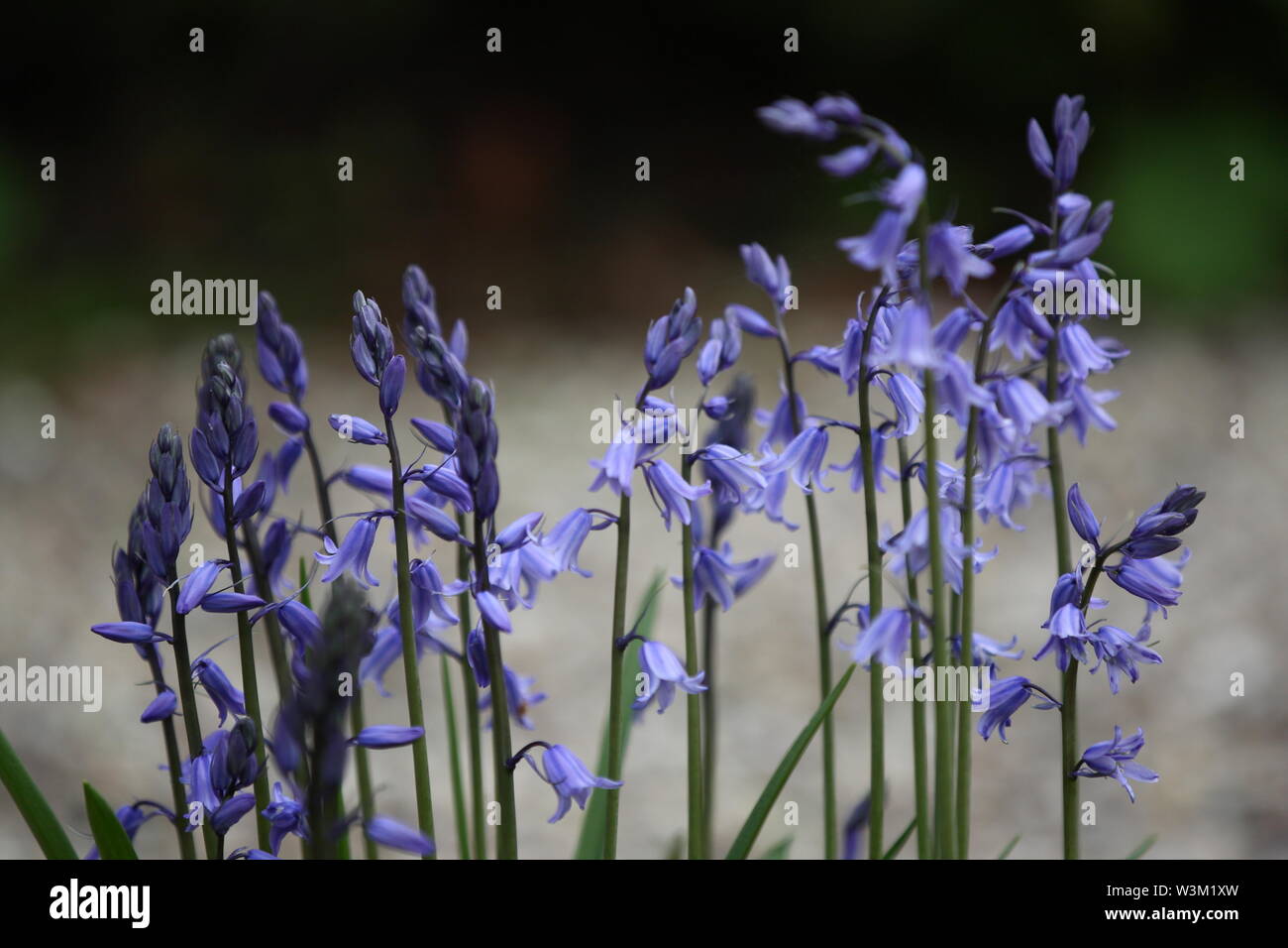 Small group of English Bluebell flowers Stock Photo - Alamy