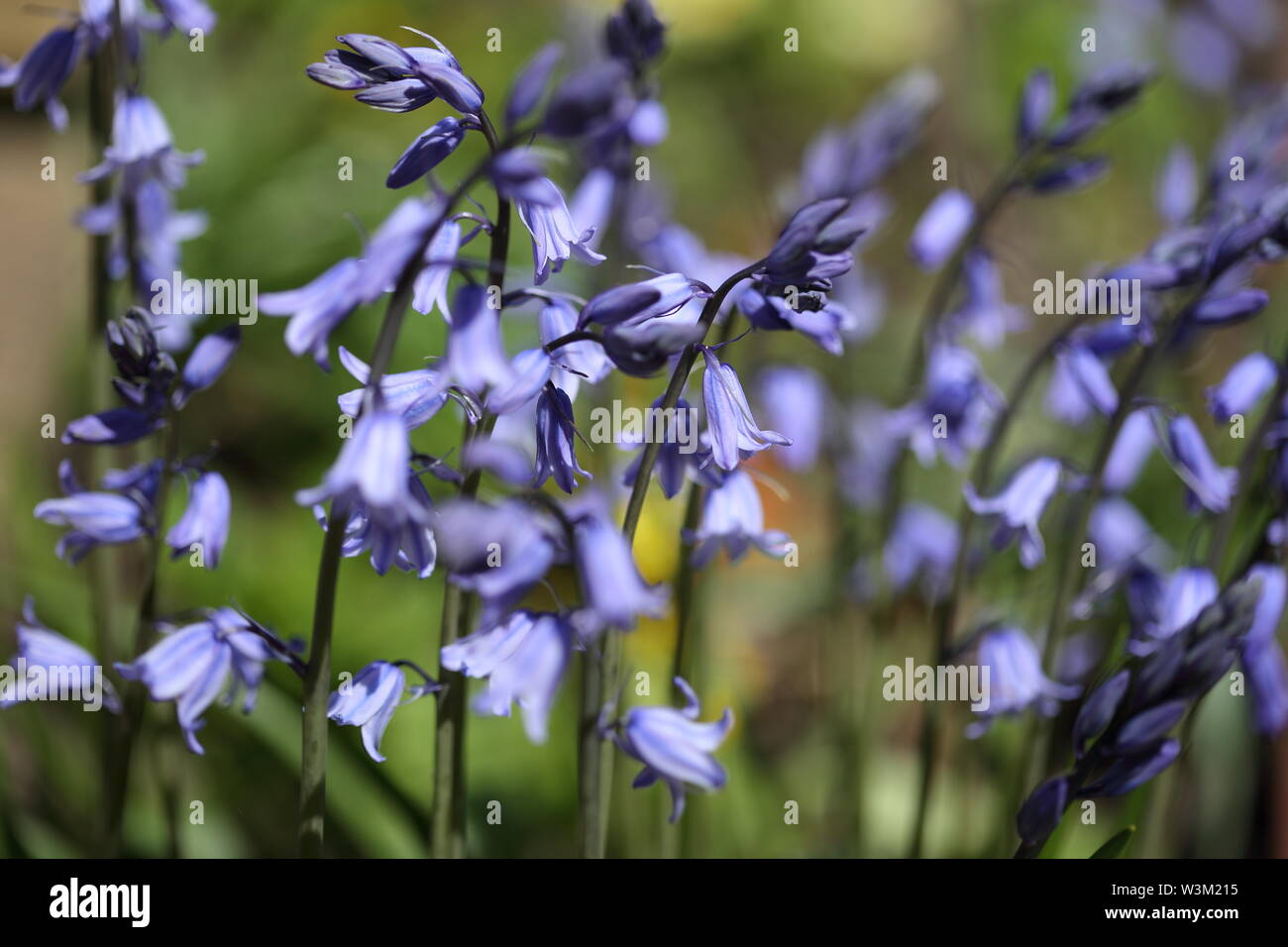 Small group of English Bluebell flowers Stock Photo - Alamy
