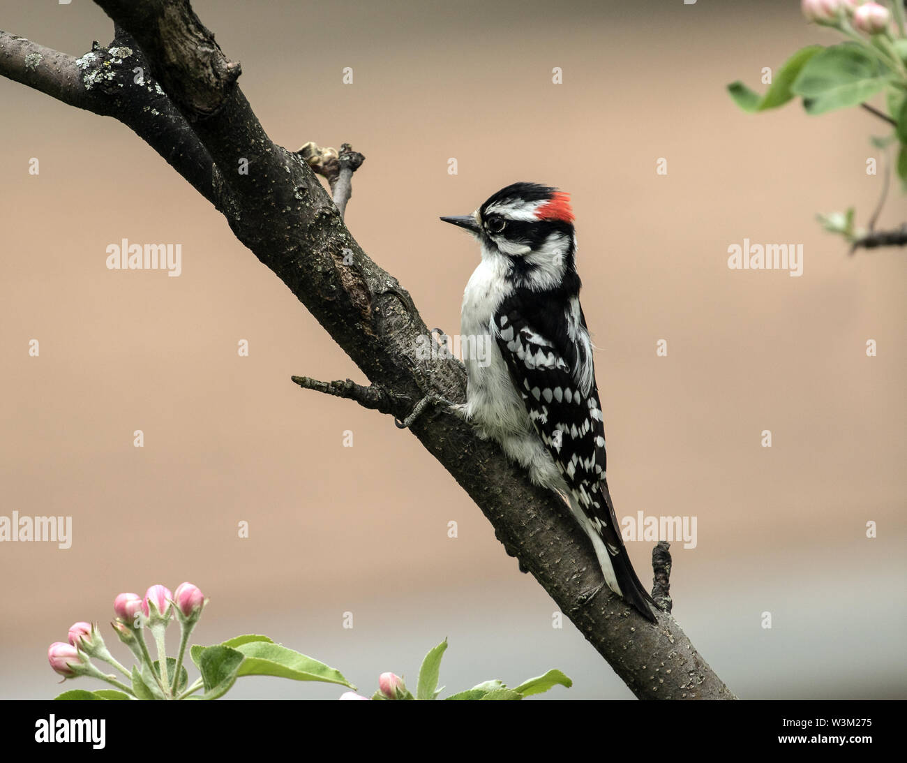 Closeup of small bird Downy Woodpecker perching in a flowering apple ...