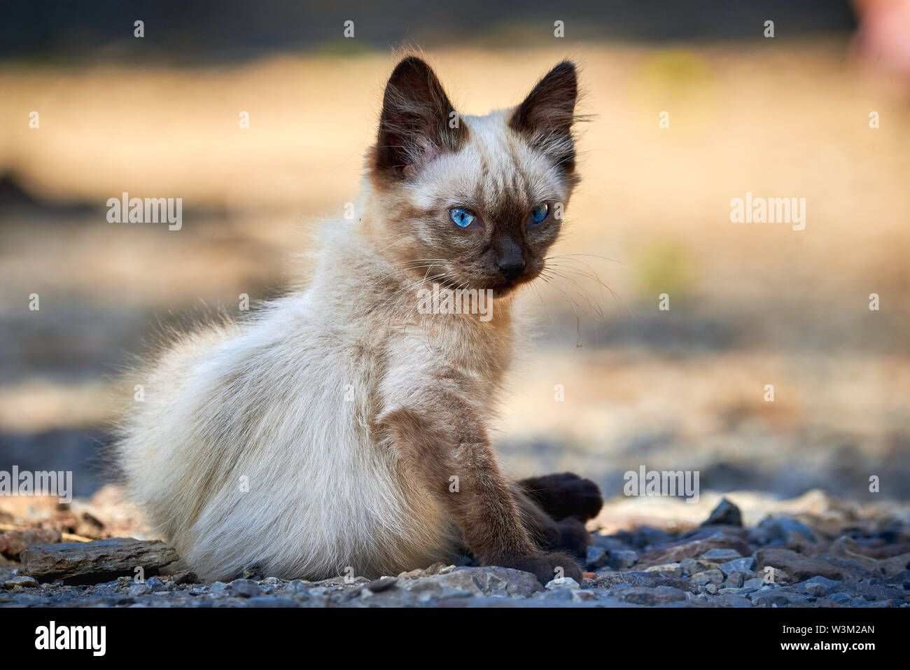 Standing Siamese Cat High Resolution Stock Photography and Images - Alamy