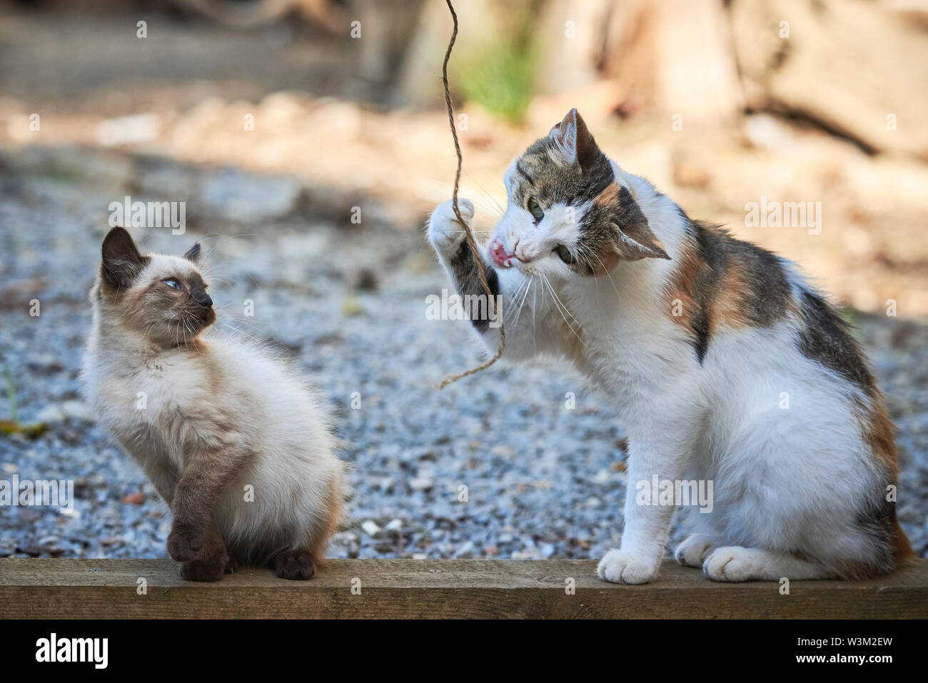 Two Cats Playing With a Ball of Thread ( Felis Catus Stock Photo - Alamy
