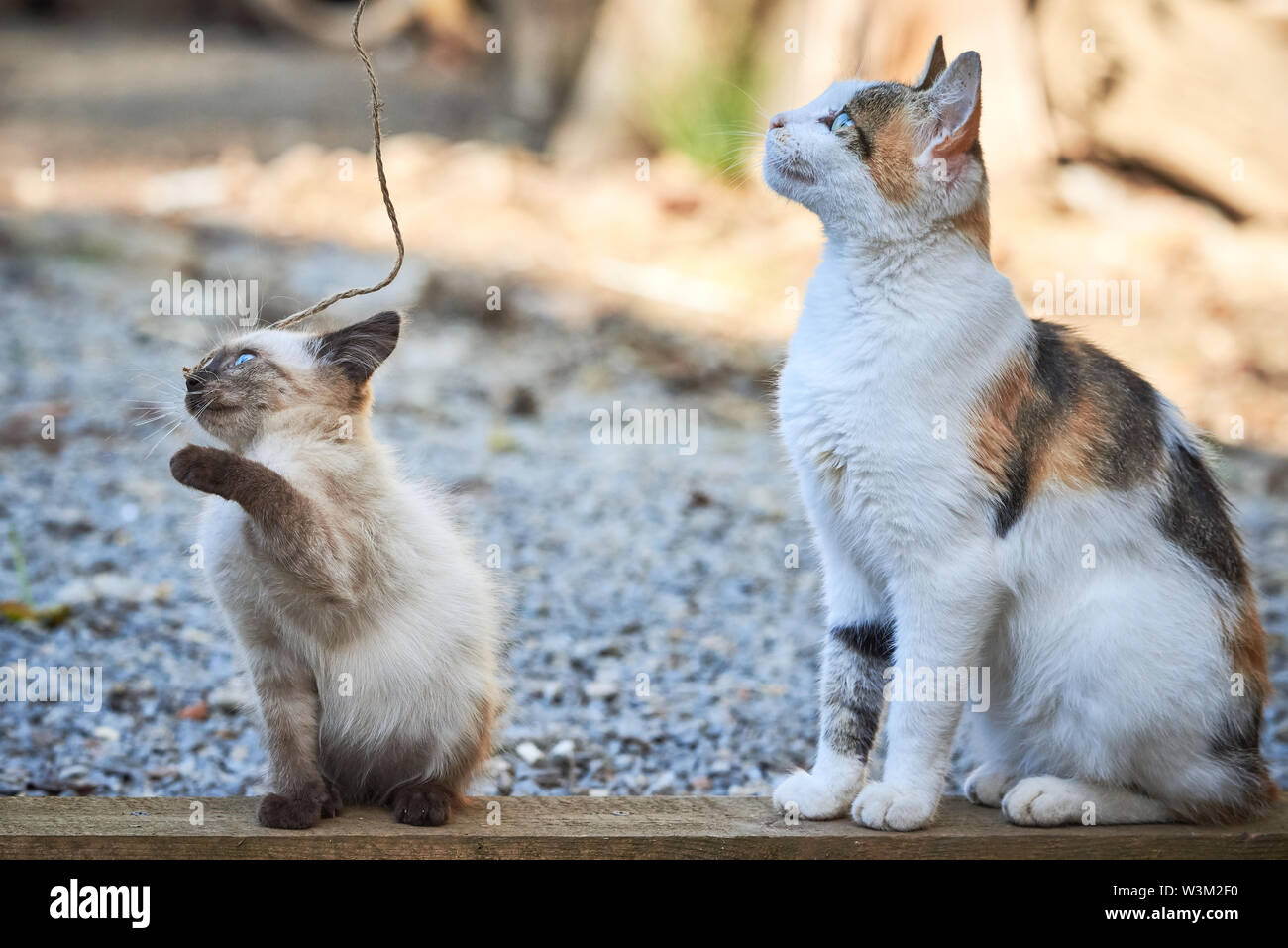 Two Cats Playing With a Ball of Thread ( Felis Catus Stock Photo - Alamy
