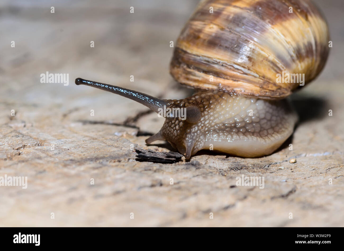 Terrestrial pulmonate gastropods hi-res stock photography and images ...