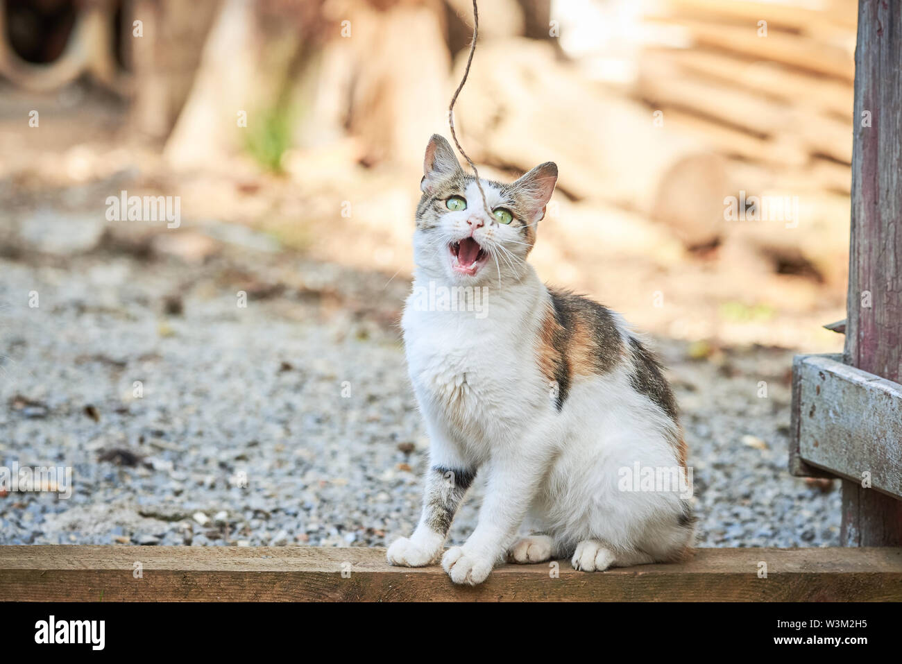 Cat playing with a ball of thread ( Felis Catus Stock Photo - Alamy