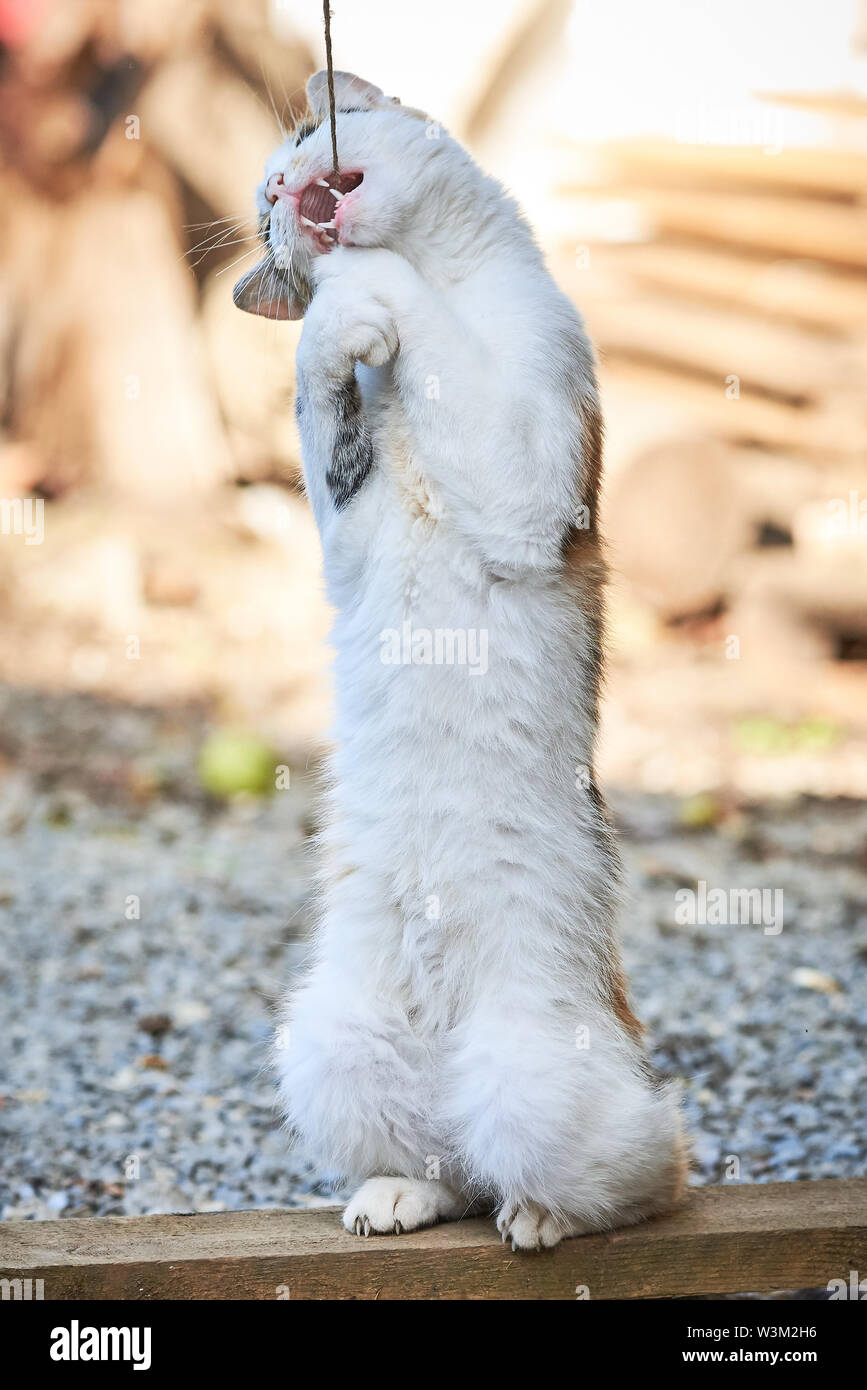Cat playing with a ball of thread ( Felis Catus Stock Photo - Alamy