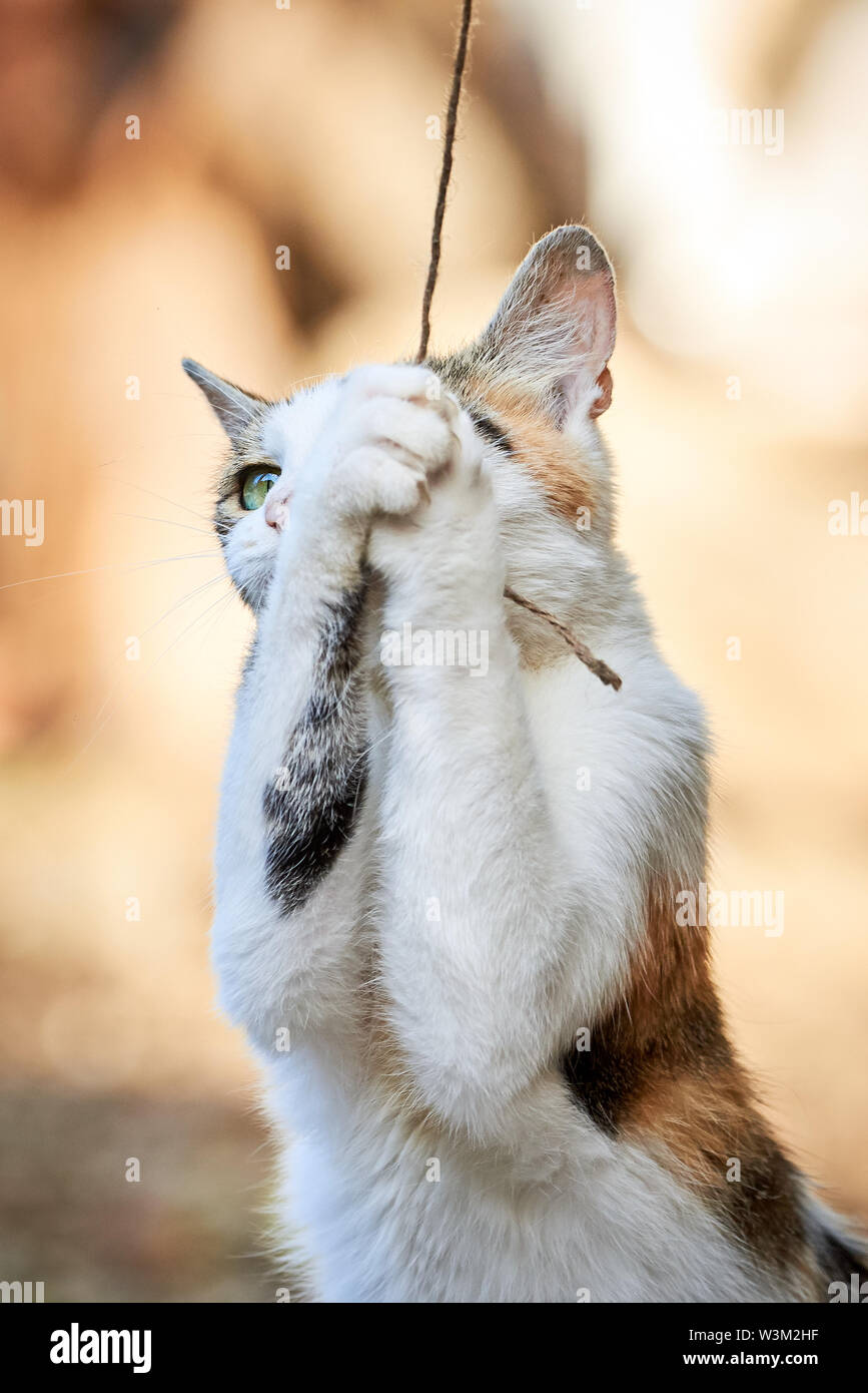 Cat playing with a ball of thread ( Felis Catus Stock Photo - Alamy