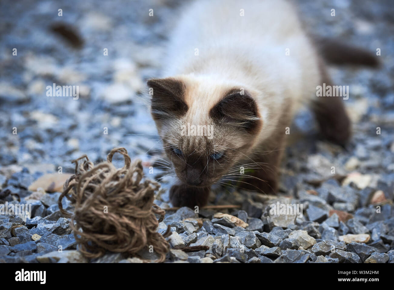 Adorable siamese cat with blue eyes standing hi-res stock photography ...