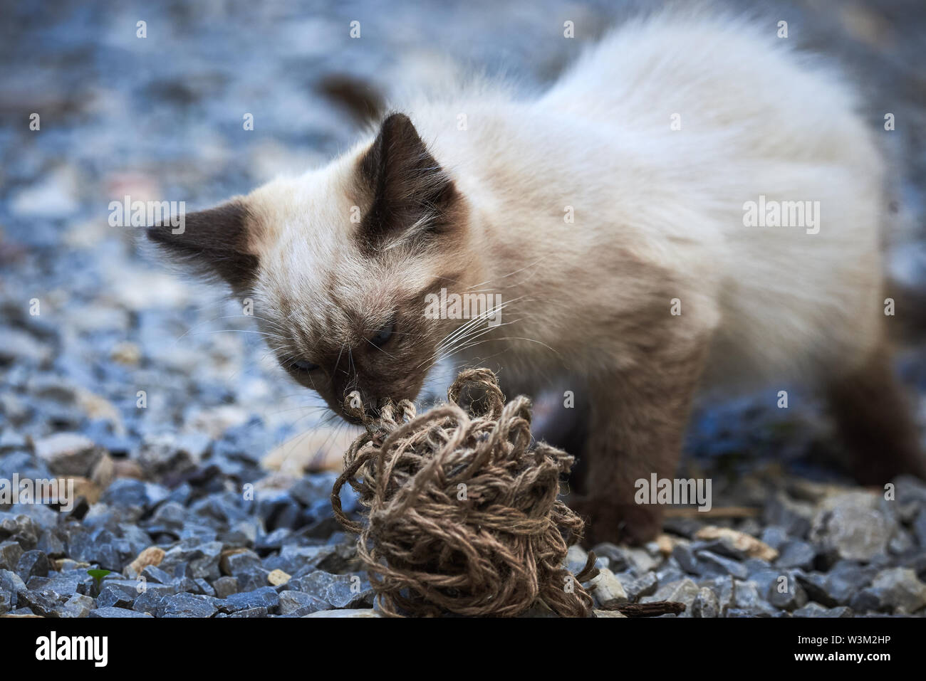 Siamese cat playing with a ball of thread Stock Photo - Alamy