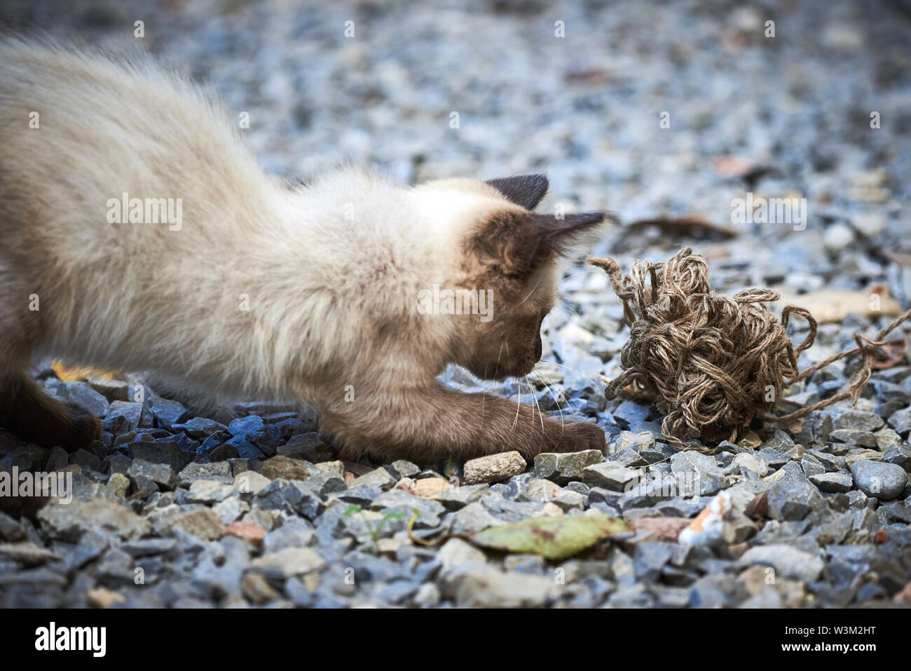 Siamese cat playing with a ball of thread Stock Photo - Alamy
