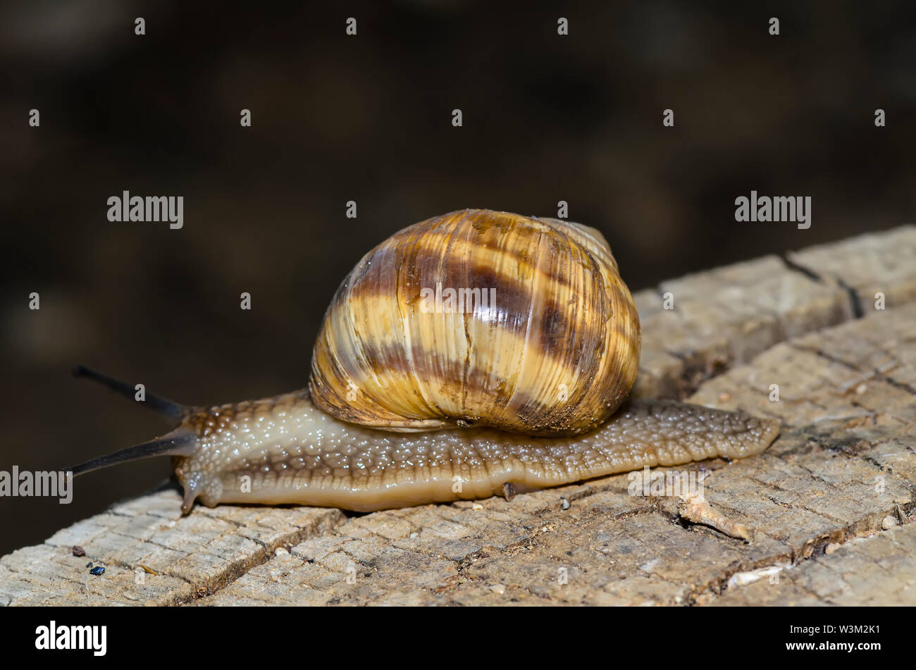 Terrestrial pulmonate gastropods hi-res stock photography and images ...
