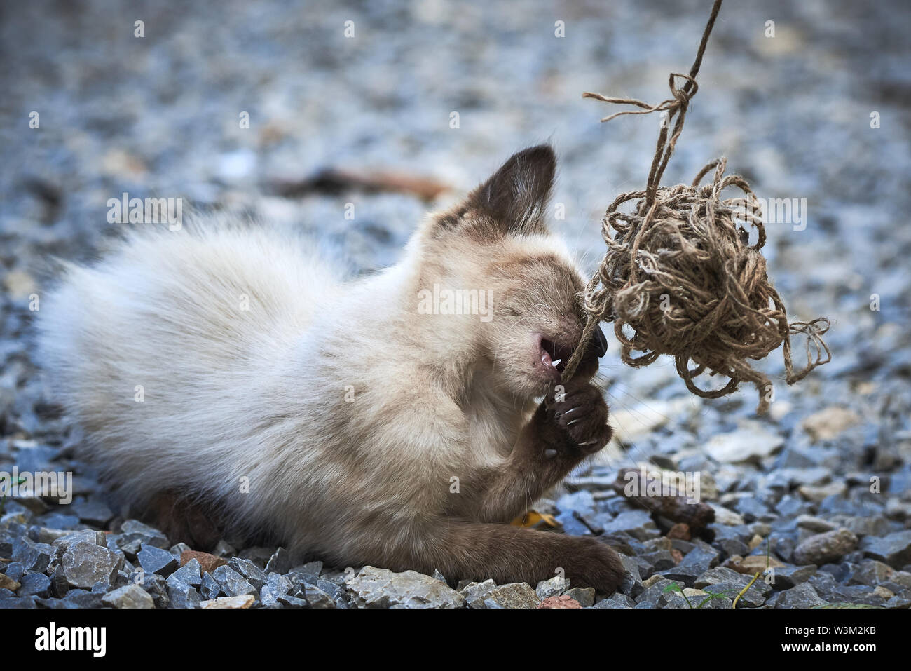 Siamese cat playing with a ball of thread Stock Photo - Alamy