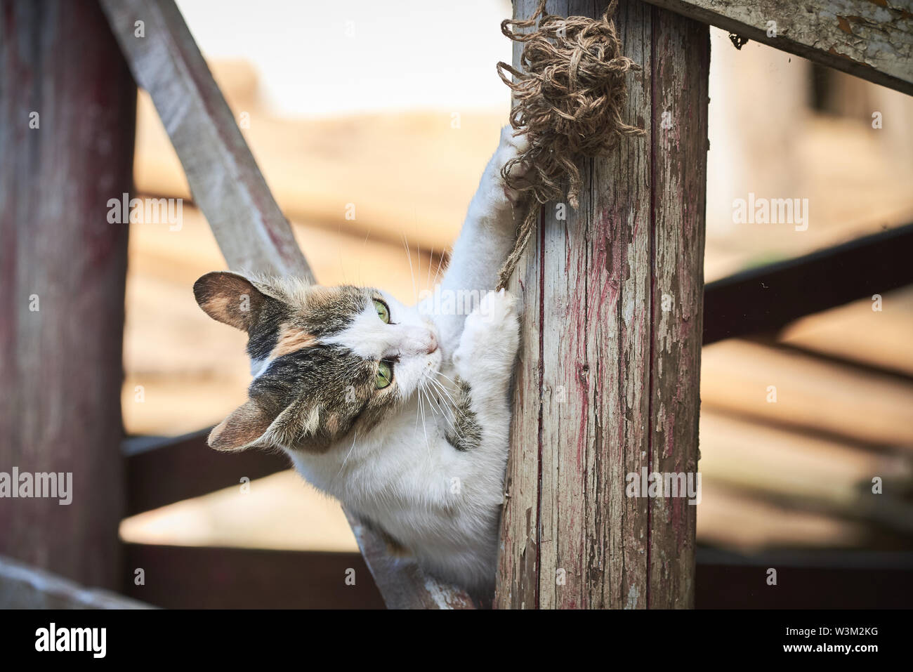 Cat playing with a ball of thread ( Felis Catus Stock Photo - Alamy