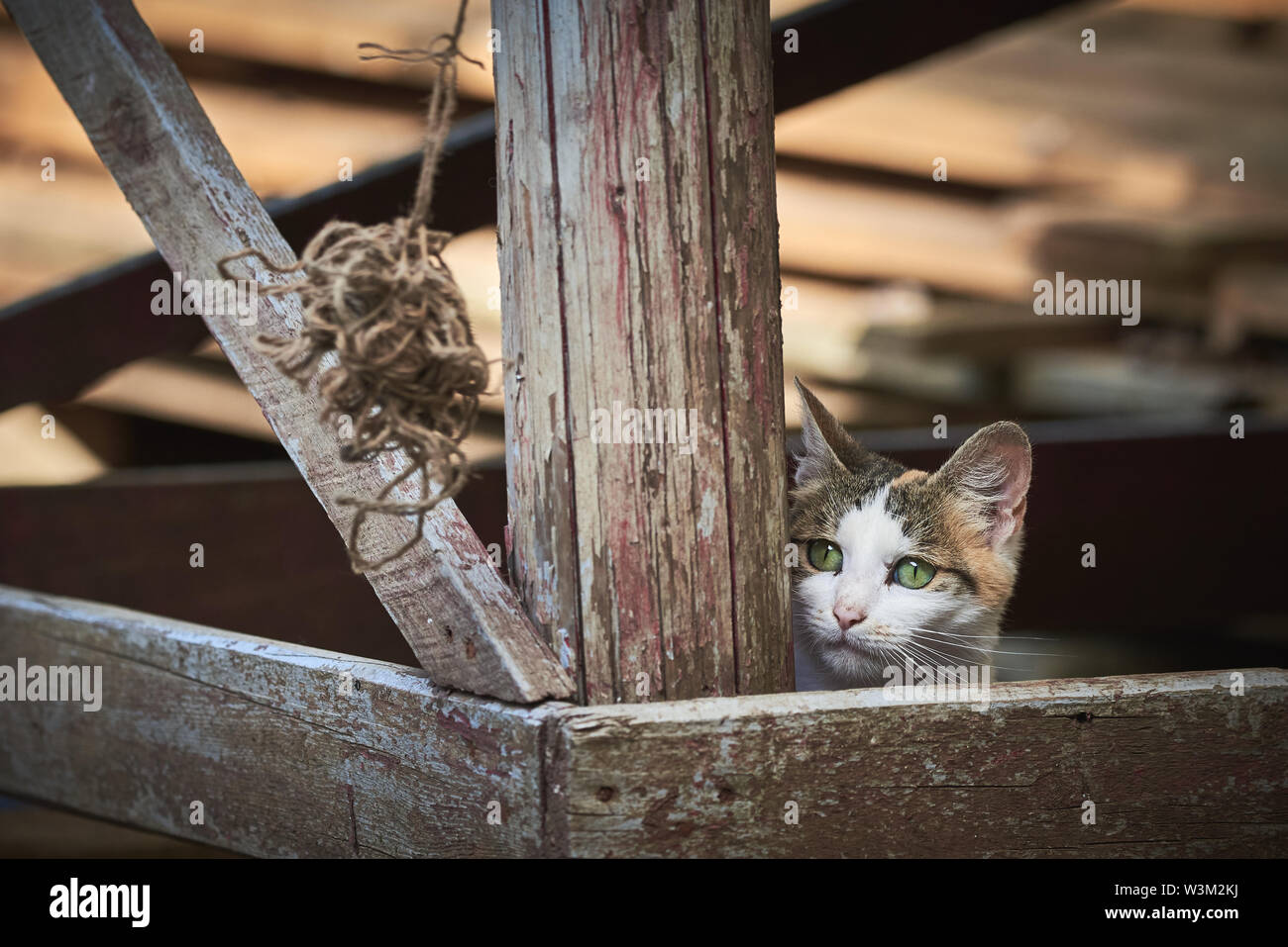 Cat playing with a ball of thread ( Felis Catus Stock Photo - Alamy