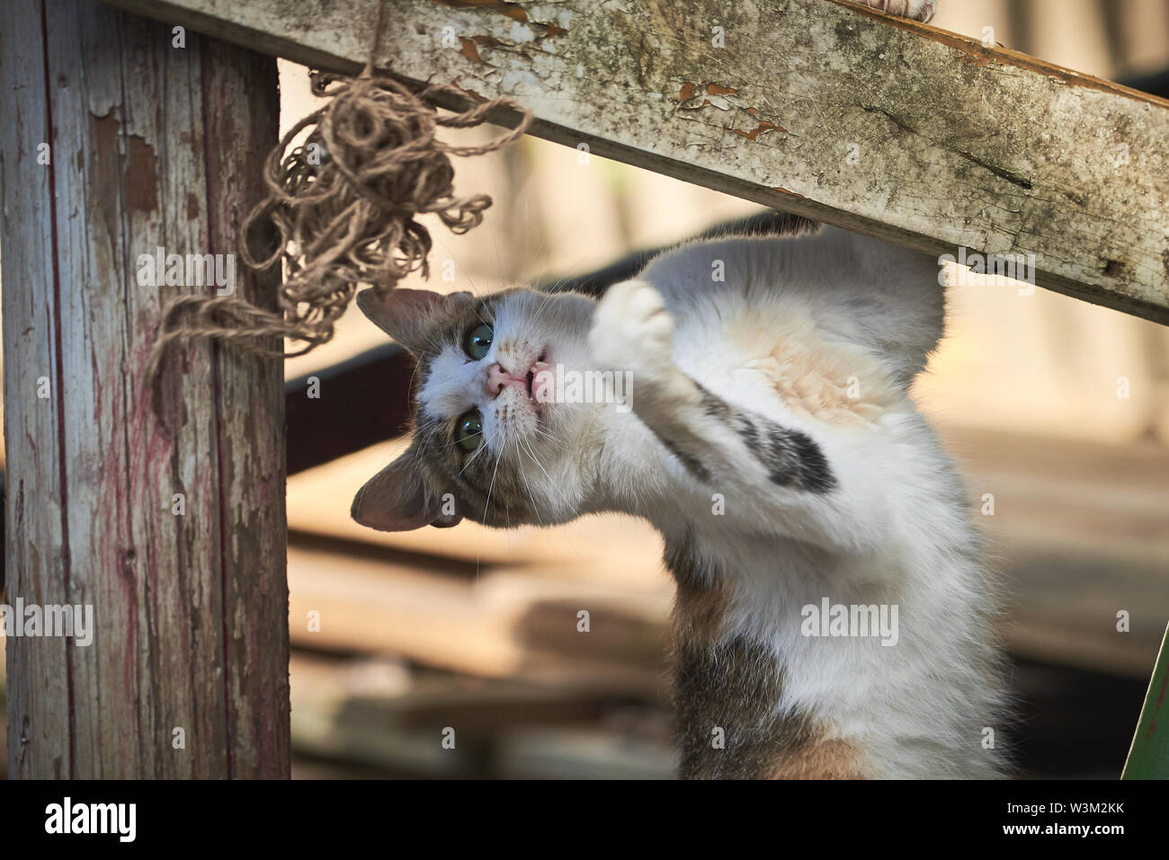 Cat playing with a ball of thread ( Felis Catus Stock Photo - Alamy