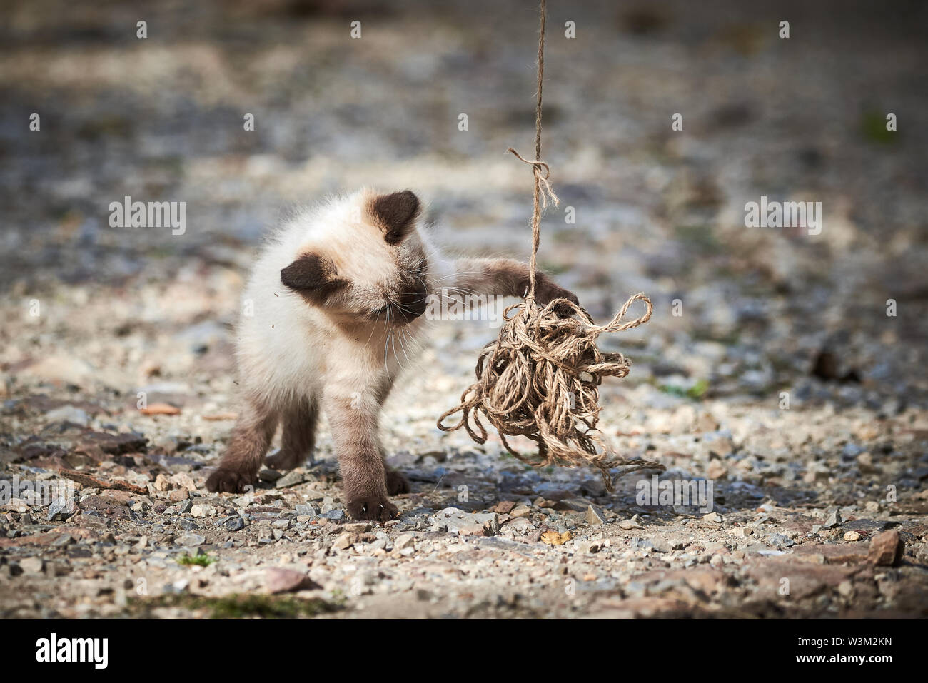 Adorable siamese cat with blue eyes standing hi-res stock photography ...
