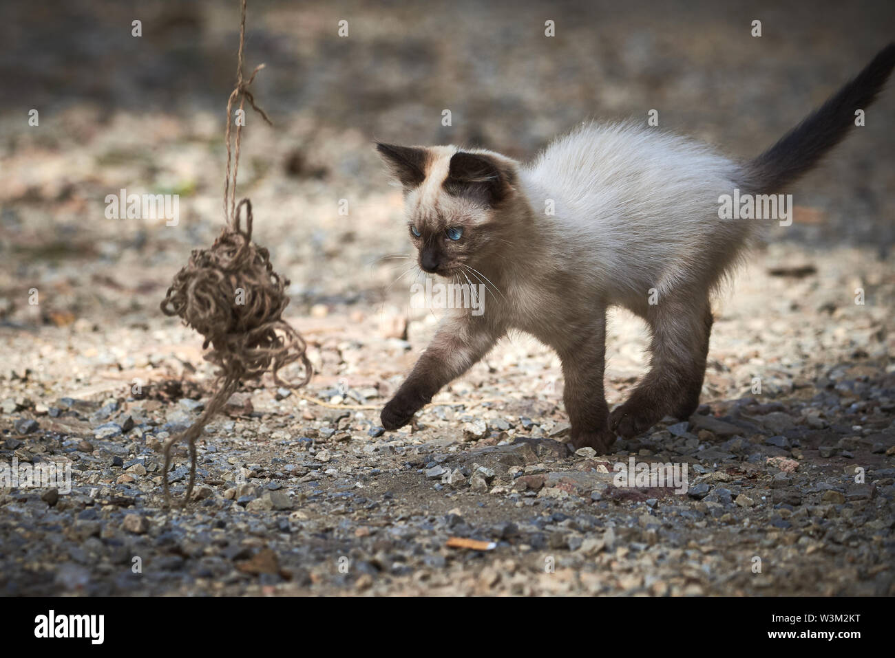 Siamese cat playing with a ball of thread Stock Photo - Alamy
