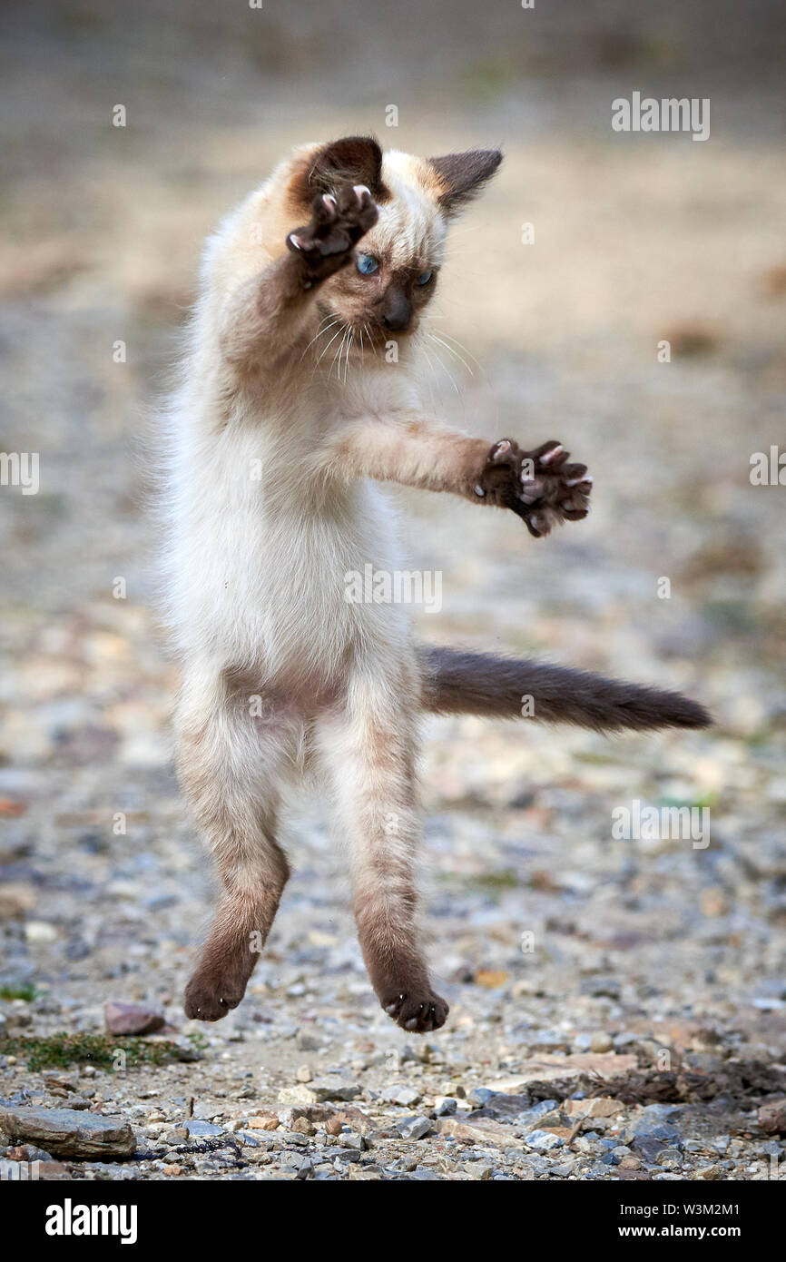 Siamese cat playing ( Felis Catus Stock Photo - Alamy