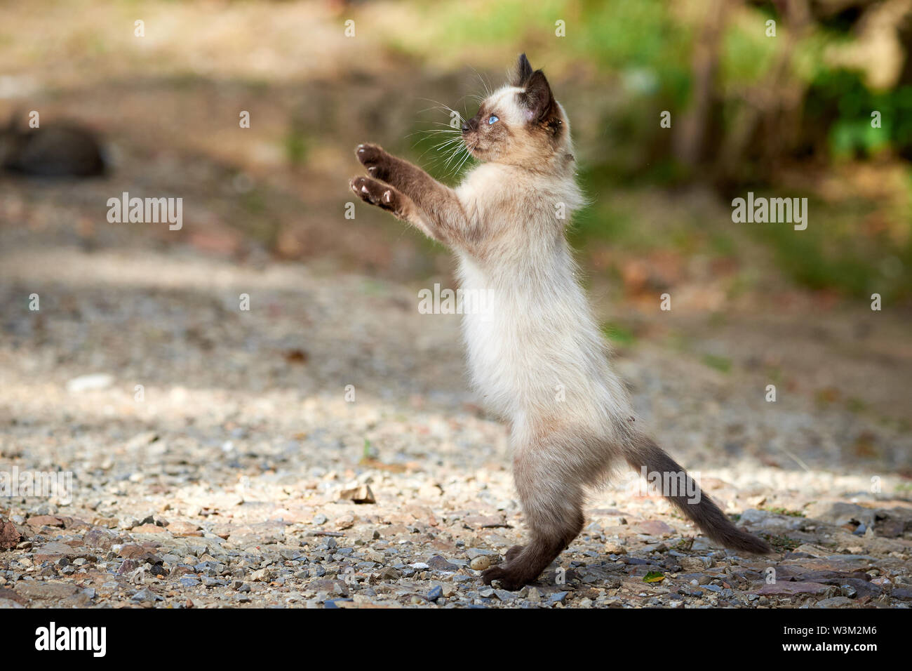Siamese cat playing ( Felis Catus Stock Photo - Alamy