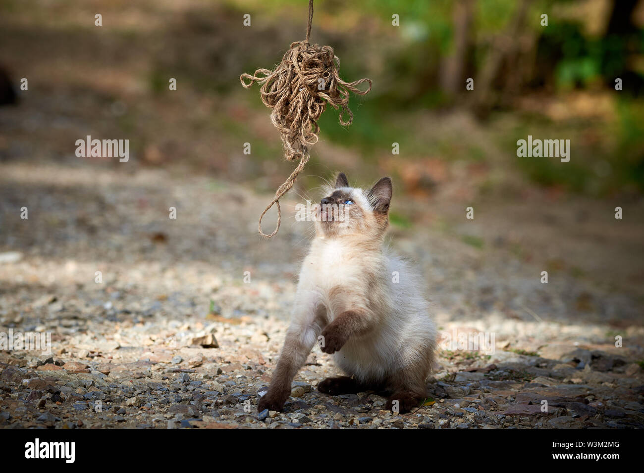 Siamese cat playing with a ball of thread Stock Photo - Alamy