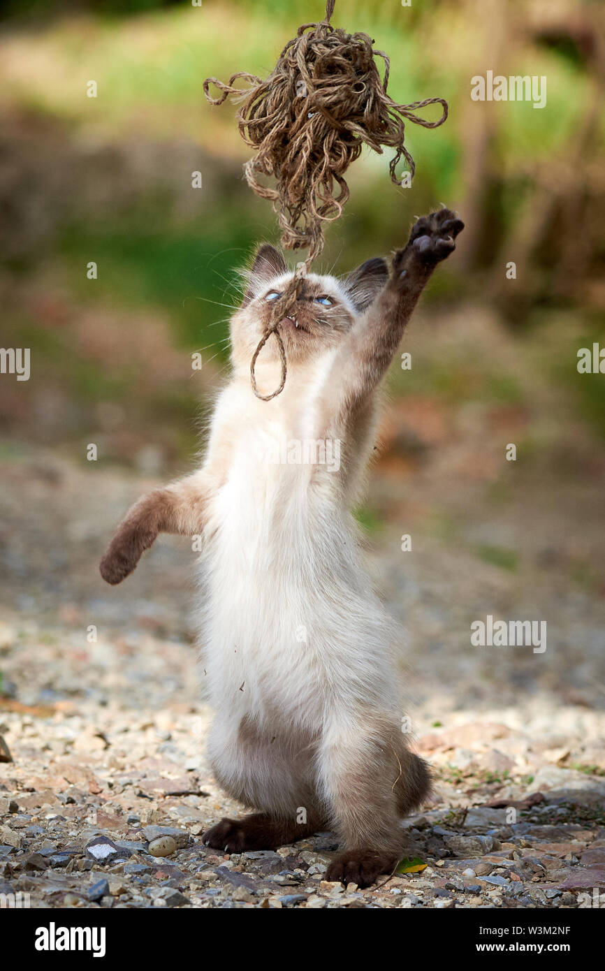 Siamese cat playing with a ball of thread Stock Photo - Alamy