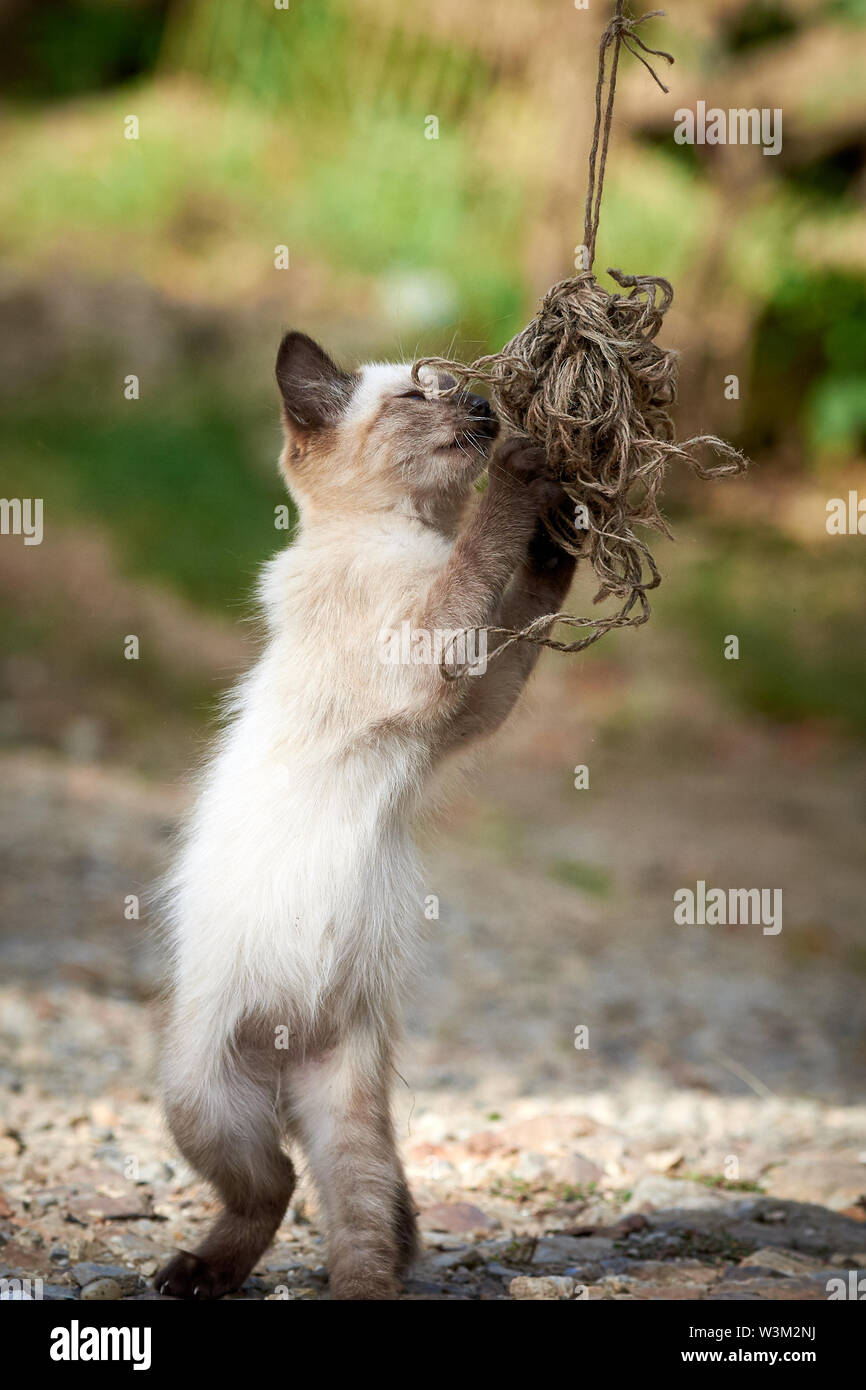 Siamese cat playing with a ball of thread Stock Photo - Alamy