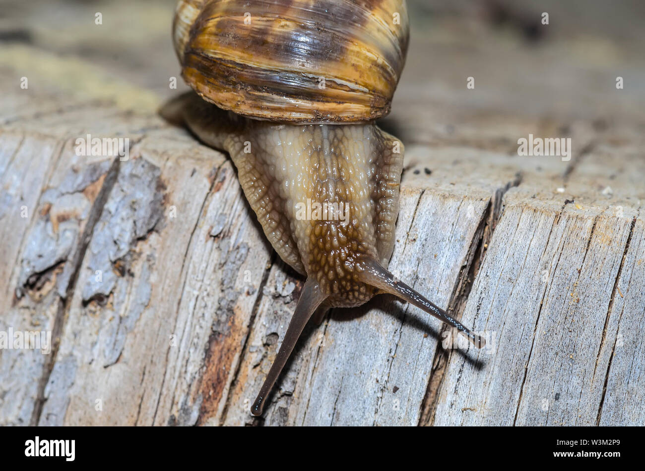 Terrestrial pulmonate gastropods hi-res stock photography and images ...