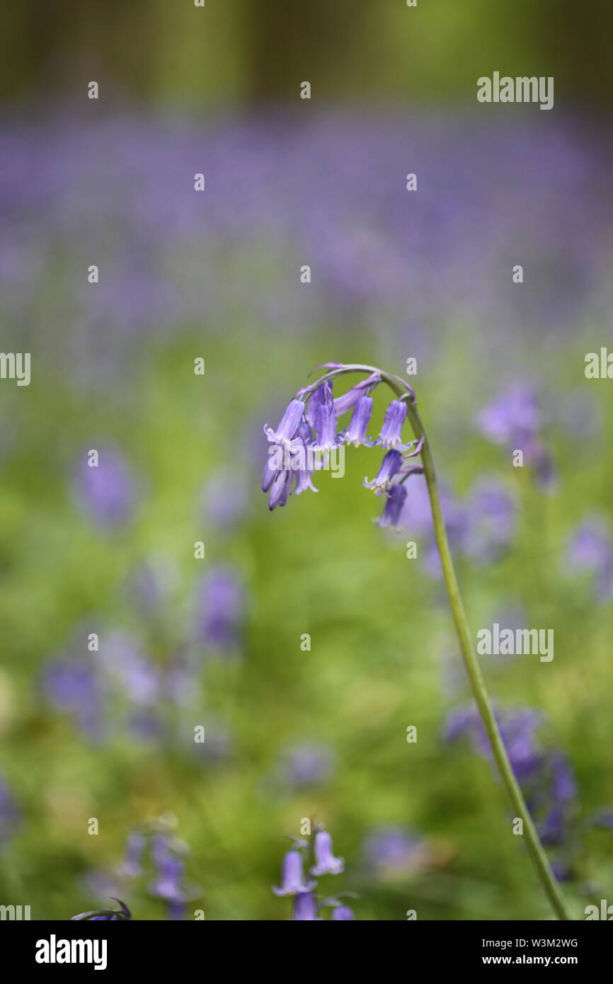 Single stem of an English Bluebell against a diffused background of ...