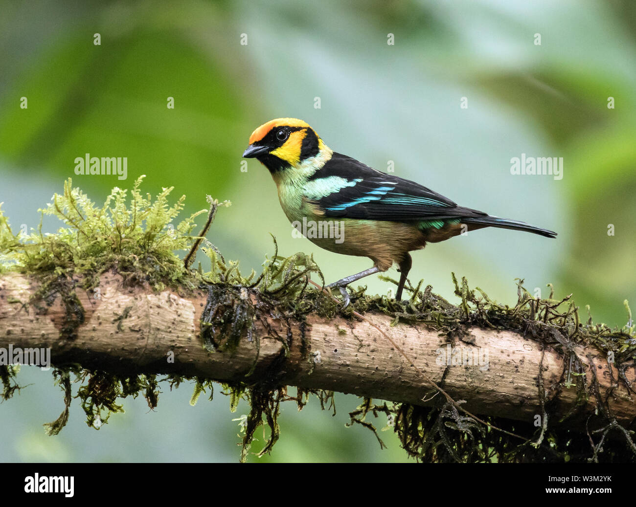 Colorful bird hi-res stock photography and images - Alamy