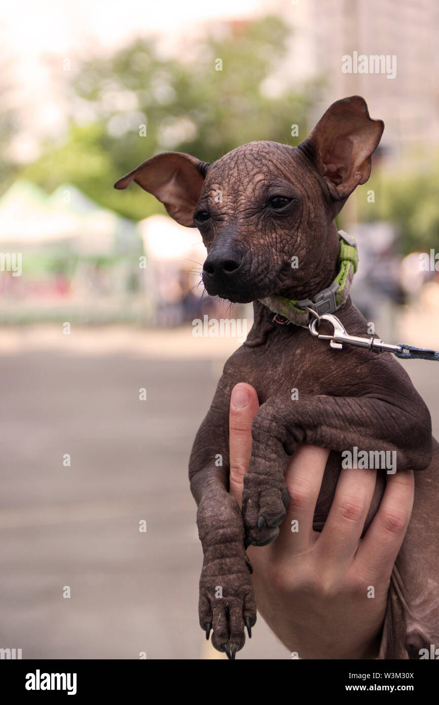 Smart dogs hi-res stock photography and images - Alamy