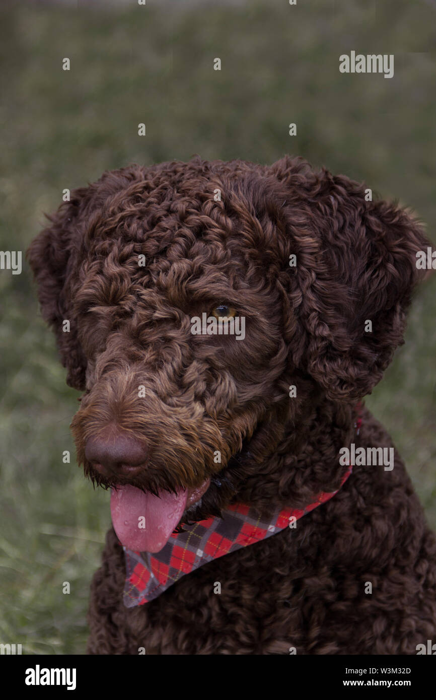 Beautiful purebred smart dogs for the show, good friends Stock Photo ...