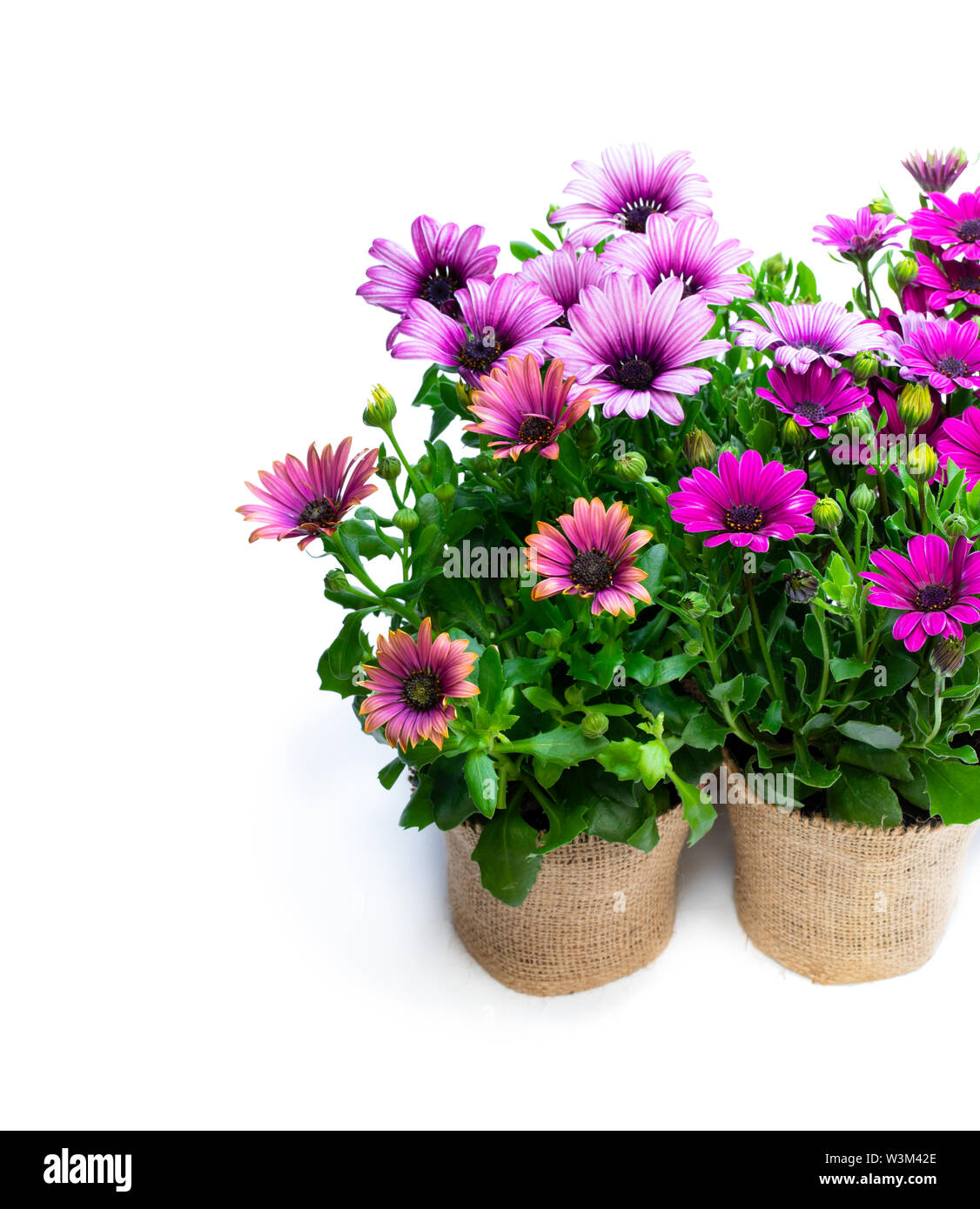Colorful wild flowers pots hi-res stock photography and images - Alamy